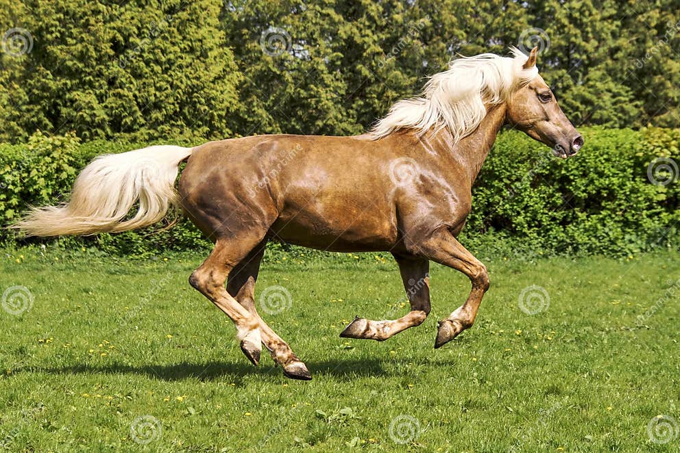 Fonctionnement De Cheval De Brown Image stock - Image du équestre ...