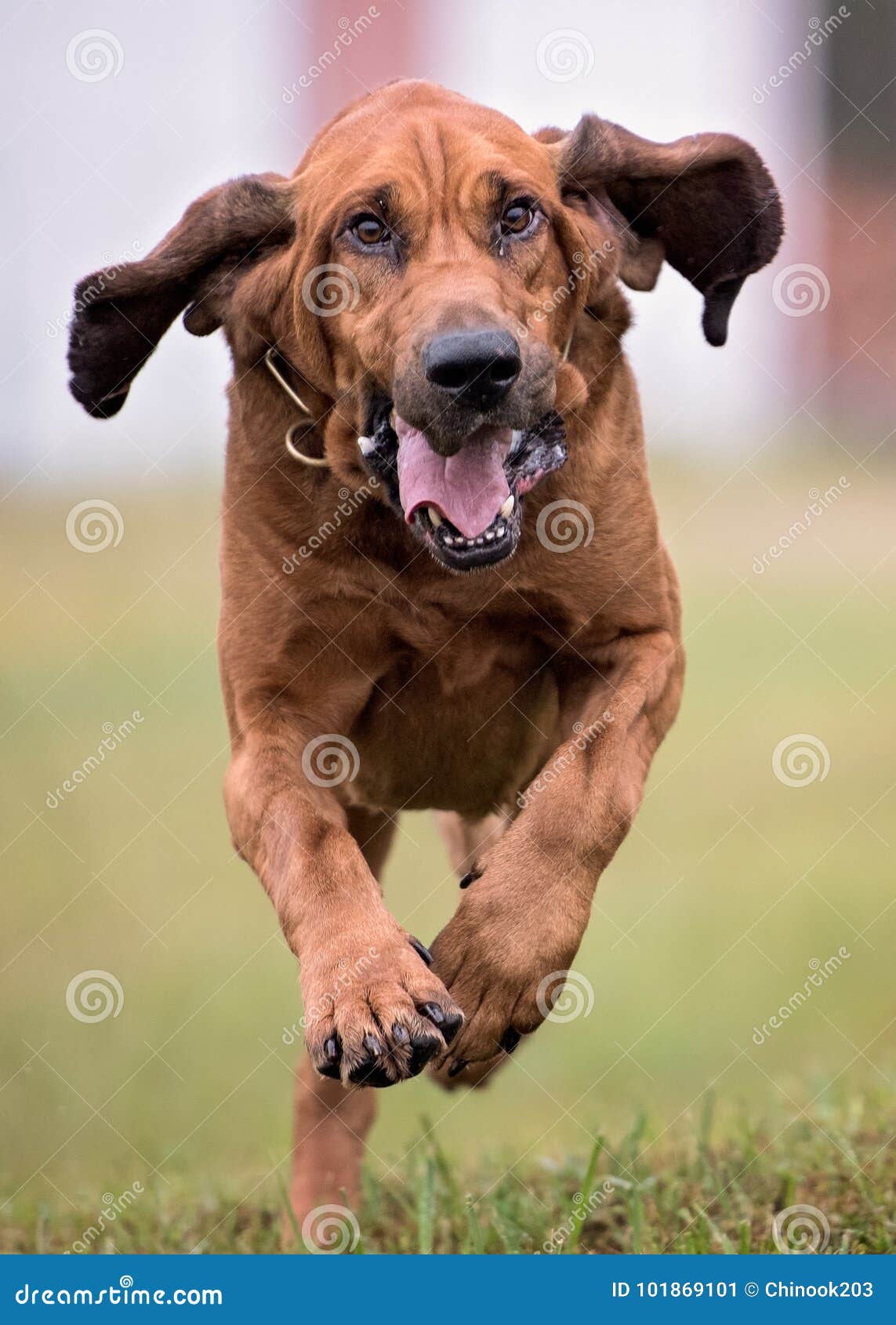 Fonctionnement De Chien De Limier Image stock - Image du langue, vers ...
