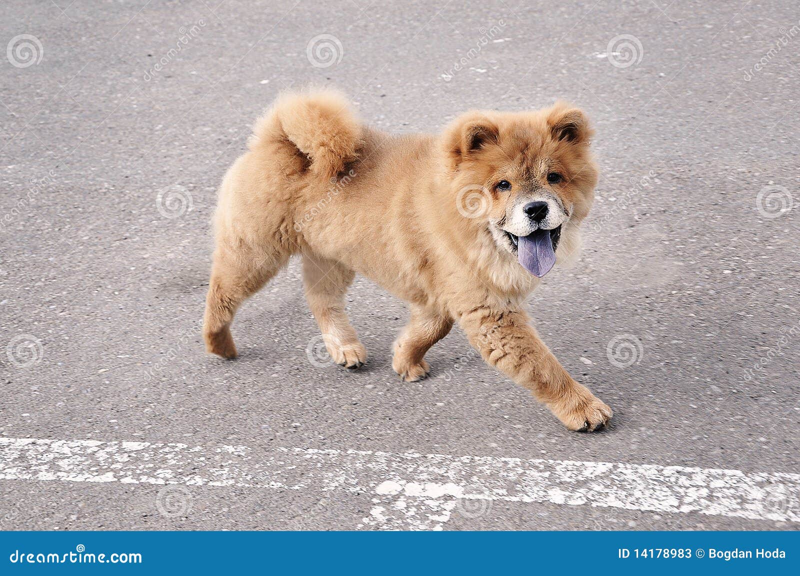 Fonctionnement De Chiot De Chaw Chaw Image stock - Image du rouge ...