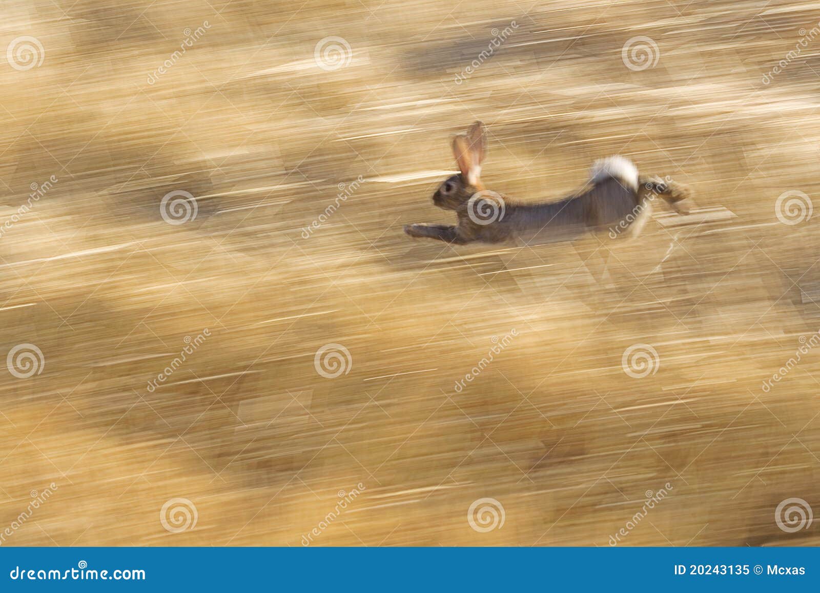 Fonctionnement Sauvage De Lapin Image stock - Image du unfocused ...