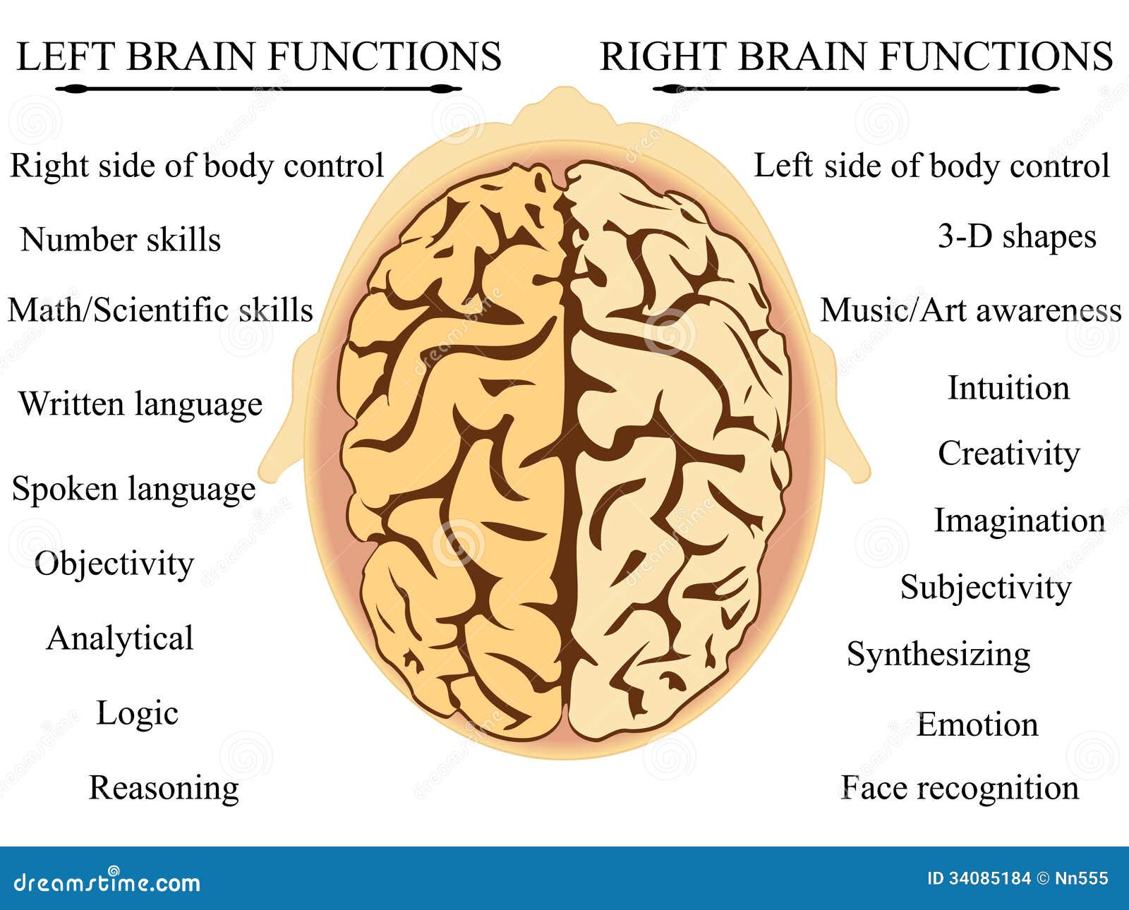 Fonctions D'hémisphère De Cerveau Illustration de Vecteur ...