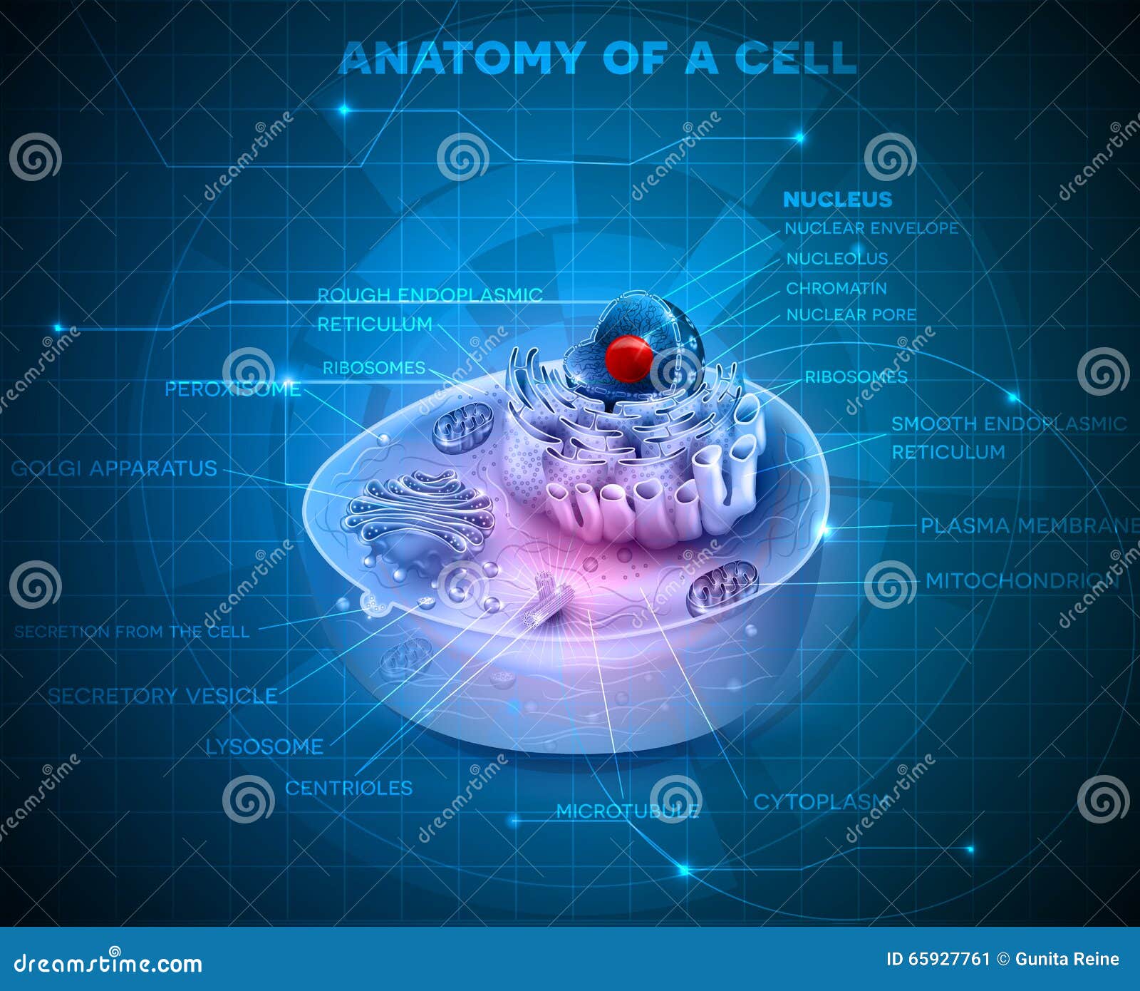 Fond D'anatomie De Cellules Illustration de Vecteur - Illustration du ...