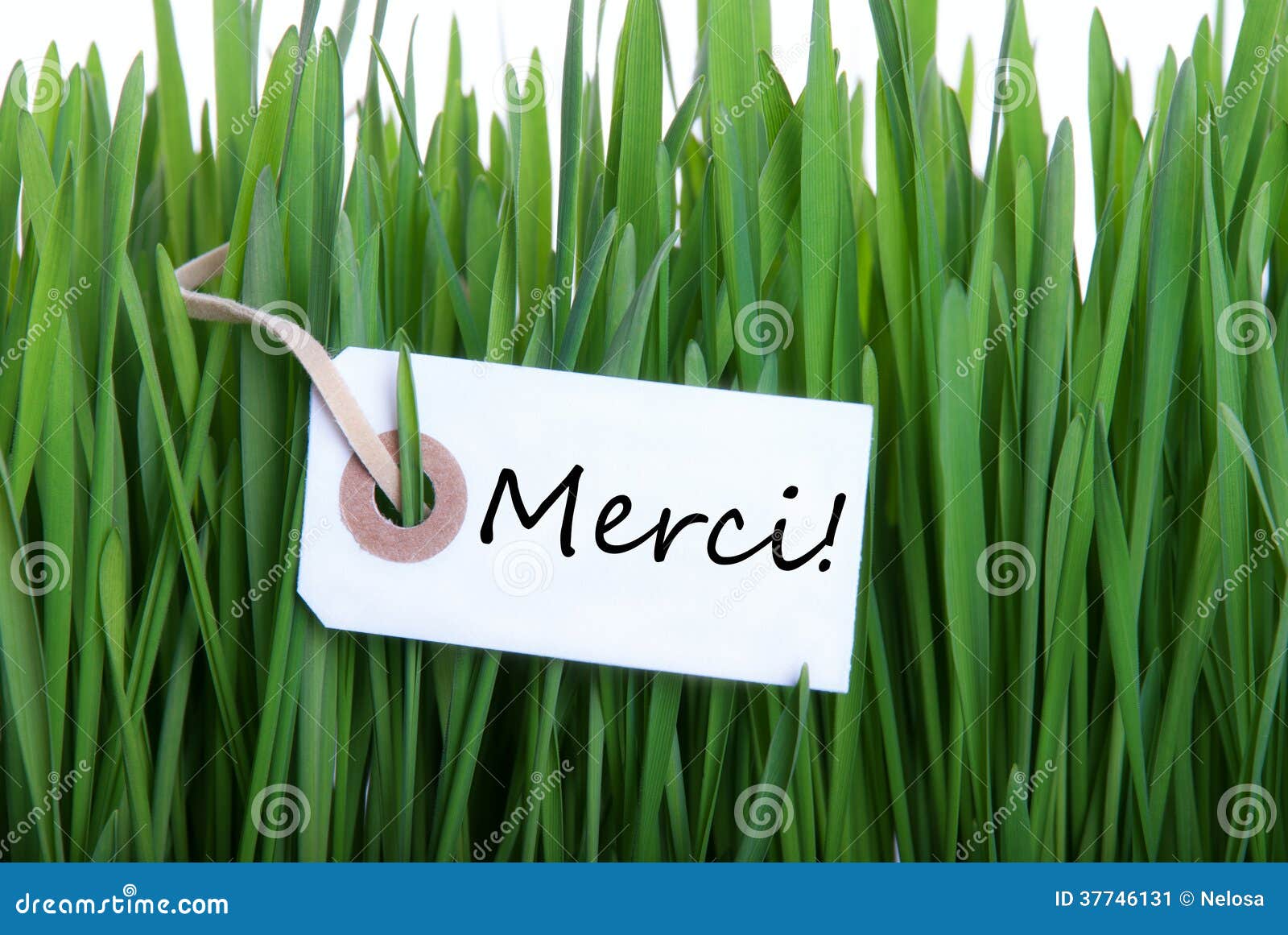 Fond d'herbe avec Merci image stock. Image du merci, nature - 37746131