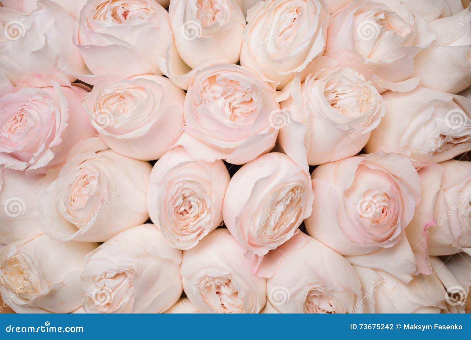 Fond D'image Des Roses Rose-clair Fraîches Texture De Fleur Photo stock ...