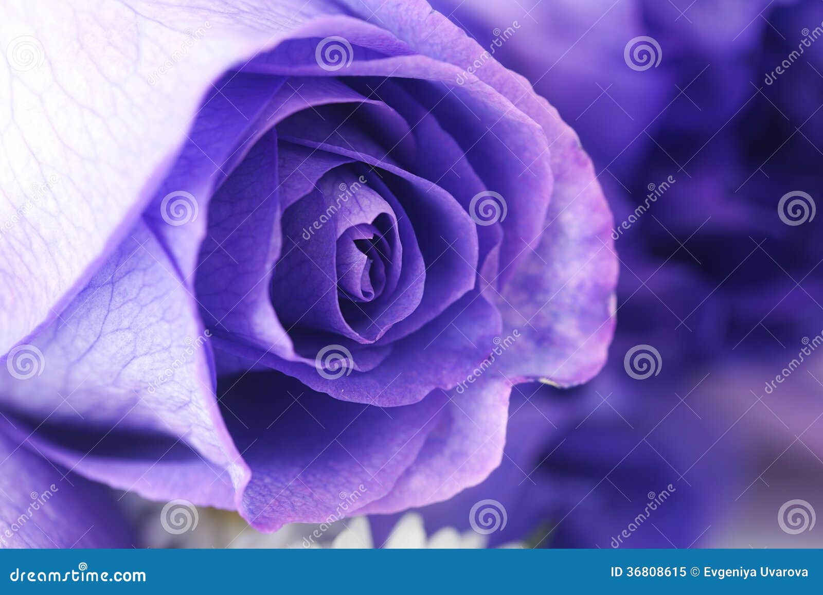 Fond De Belles Roses Violettes Image stock - Image du passion, nature ...