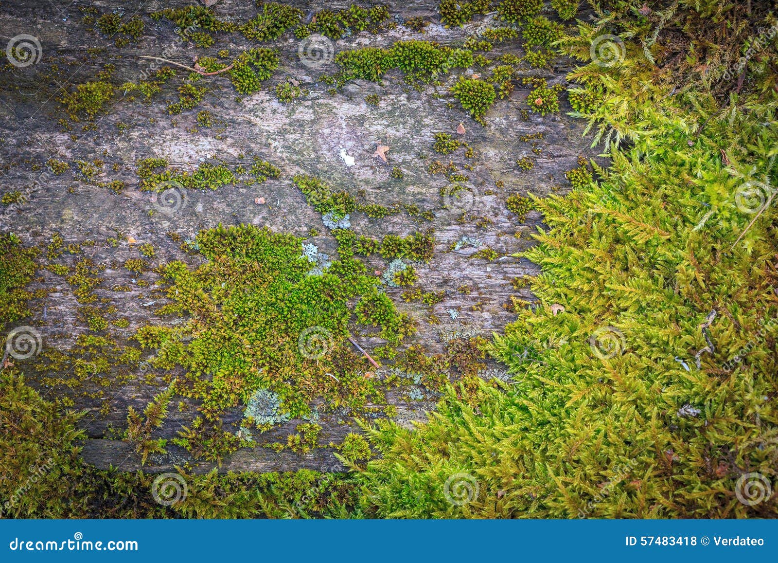 Fond De Bois Couvert De La Mousse Photo stock - Image du texturisé ...