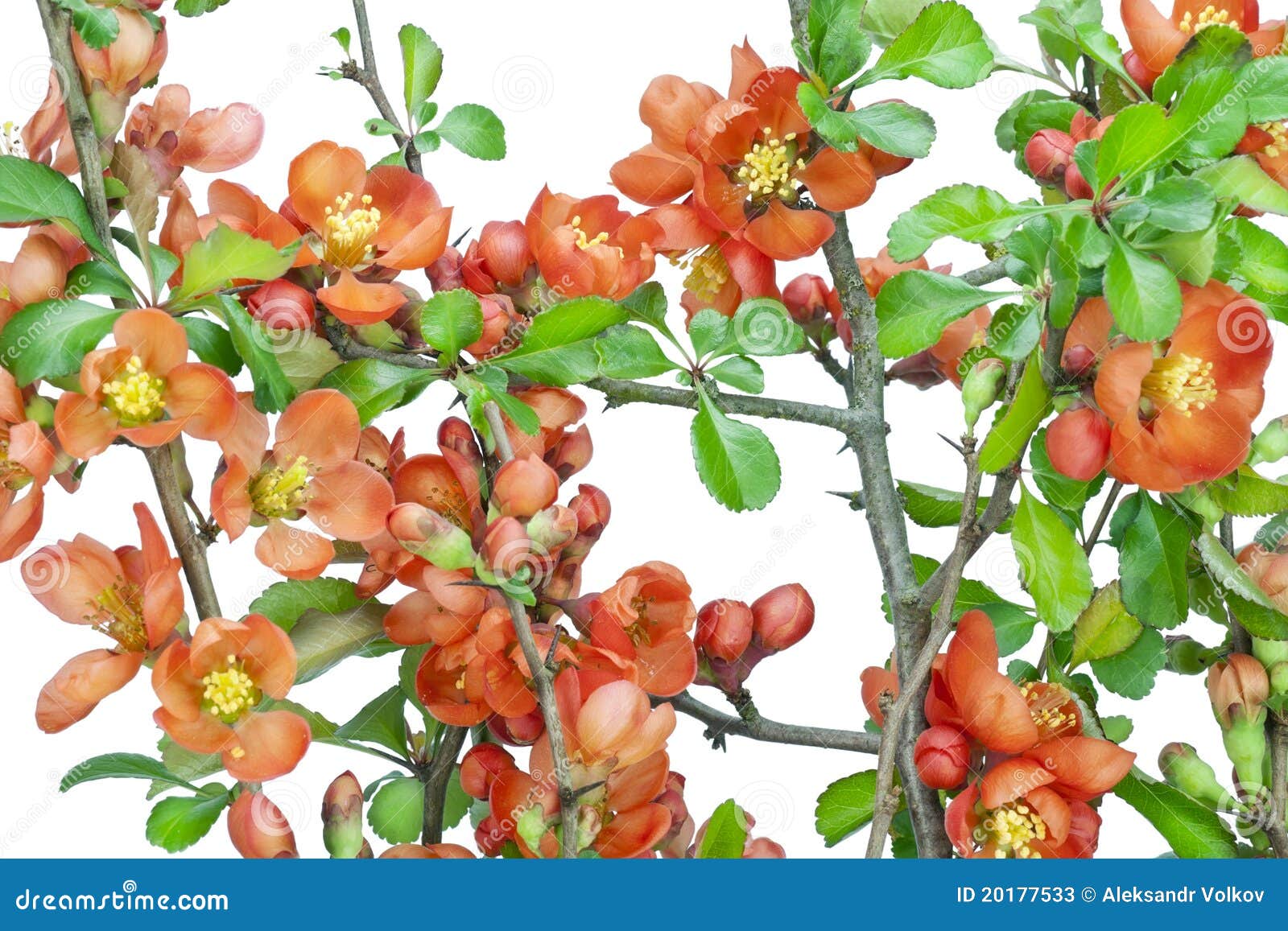 Fond De Coing Japonais (Chaenomeles) Image stock - Image of centrale ...