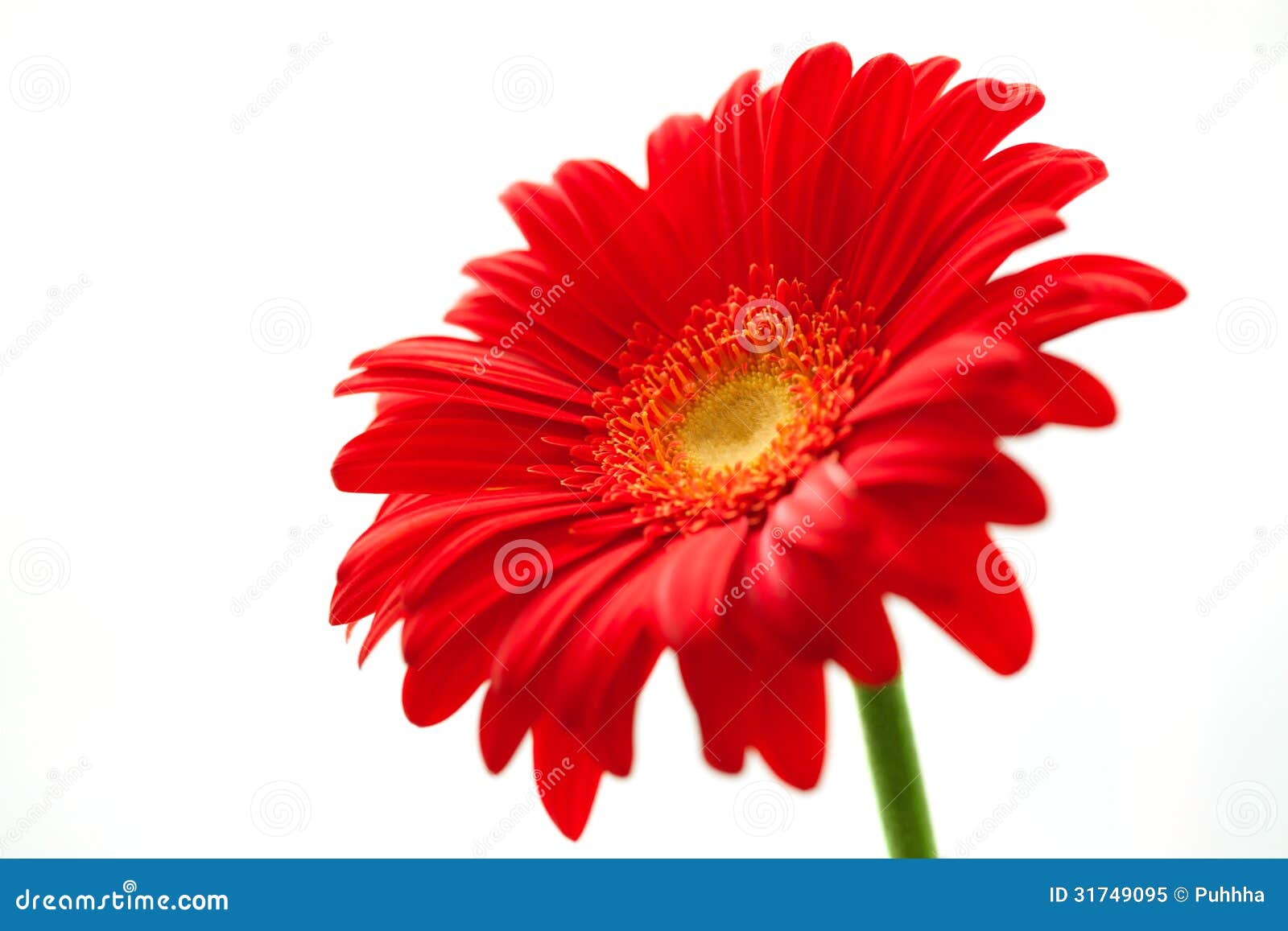 Fond De Fleur. Fleur Rouge De Gerbera. Image stock - Image du vert ...