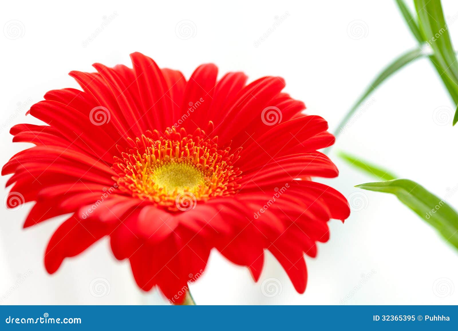 Fond De Fleur. Fleur Rouge De Gerbera. Conception De Fleur Image stock ...