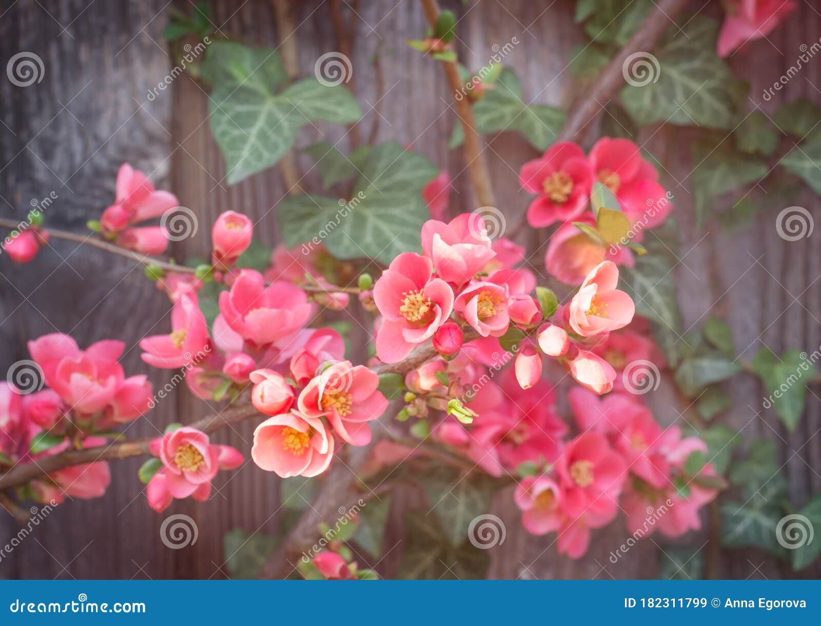 Fond De Fleurs Chaenomeles Troubles Image stock - Image of extérieur ...