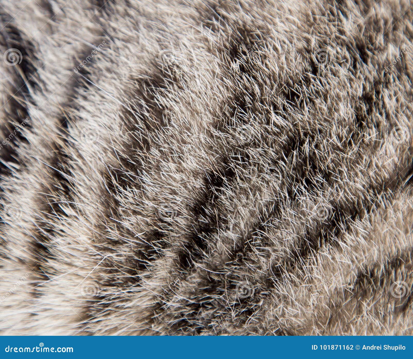 Fond De La Fourrure Du ` S De Chat Photo stock - Image du configuration ...