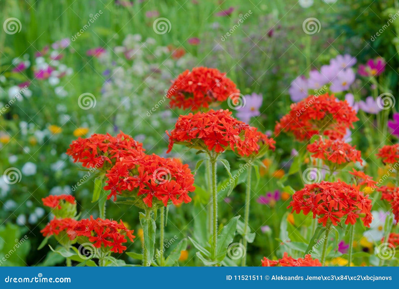 Fond De Petites Fleurs Rouges Image stock - Image du multiples, matin ...