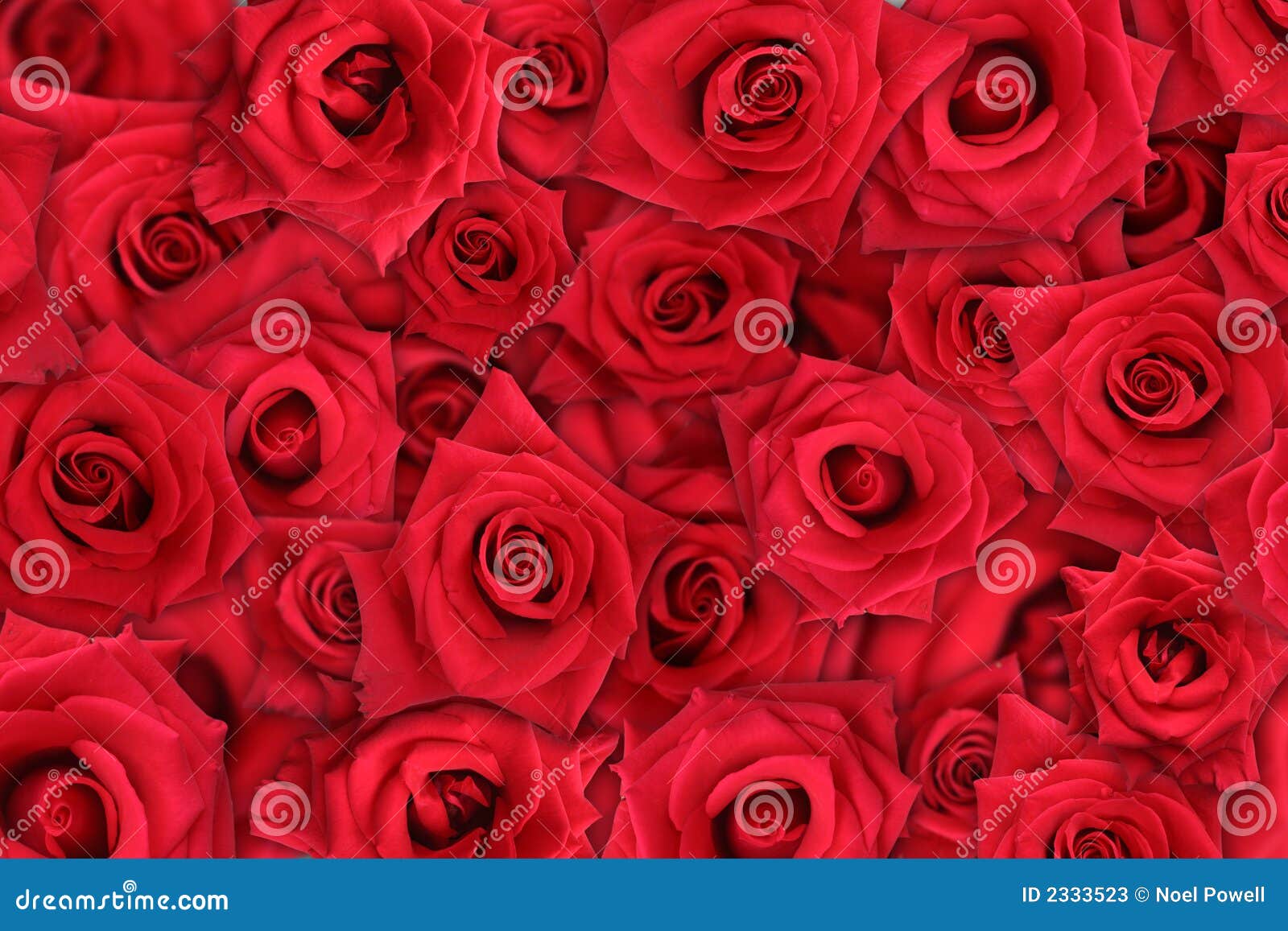 Fond de Rose image stock. Image du fleurs, roman, configuration - 2333523