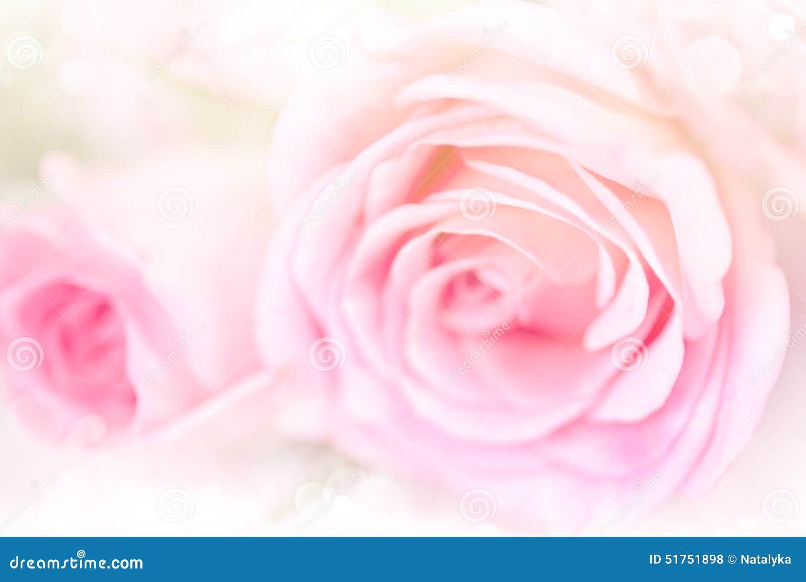 Fond De Roses De Fleur Avec La Couleur Rose Douce Photo stock - Image ...