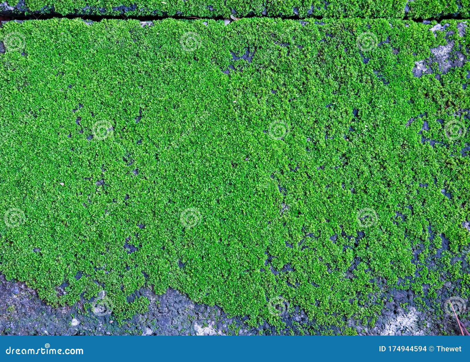 Fond De Surface De Mousse Sur Le Sol Photo stock - Image du beau, fond ...