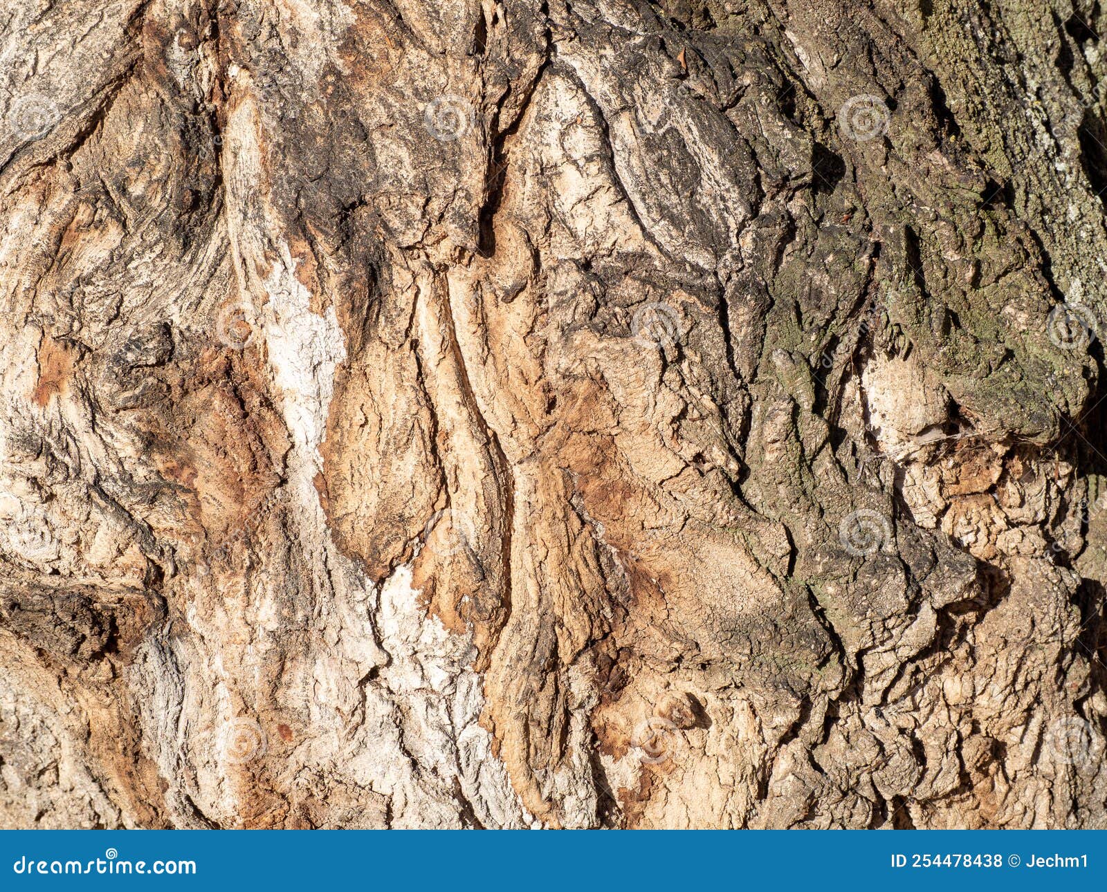 Fond De Texture De Bois Sur Un Tronc D'arbre. Textures Et Ressources ...
