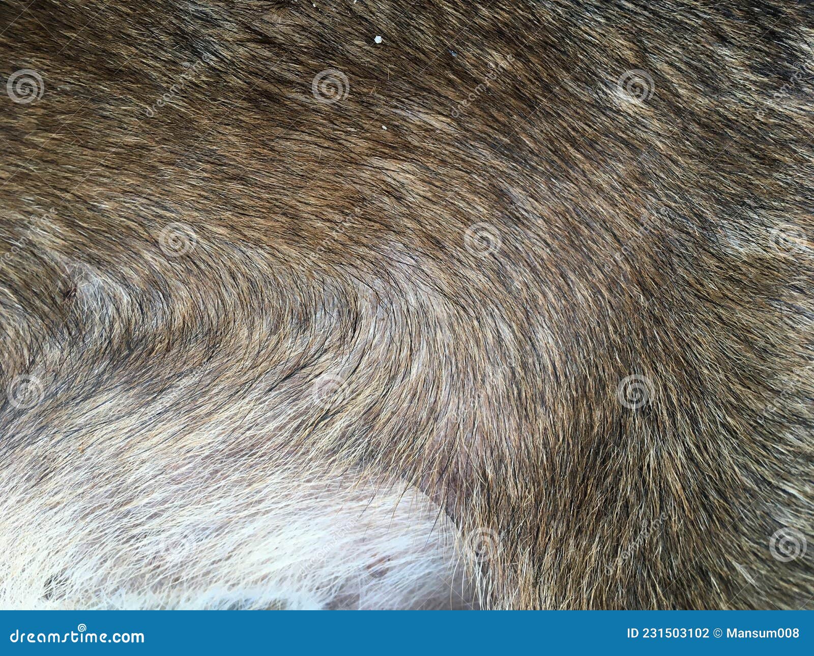 Fond De Texture Des Cheveux De Chien Photo stock - Image du wallpaper ...
