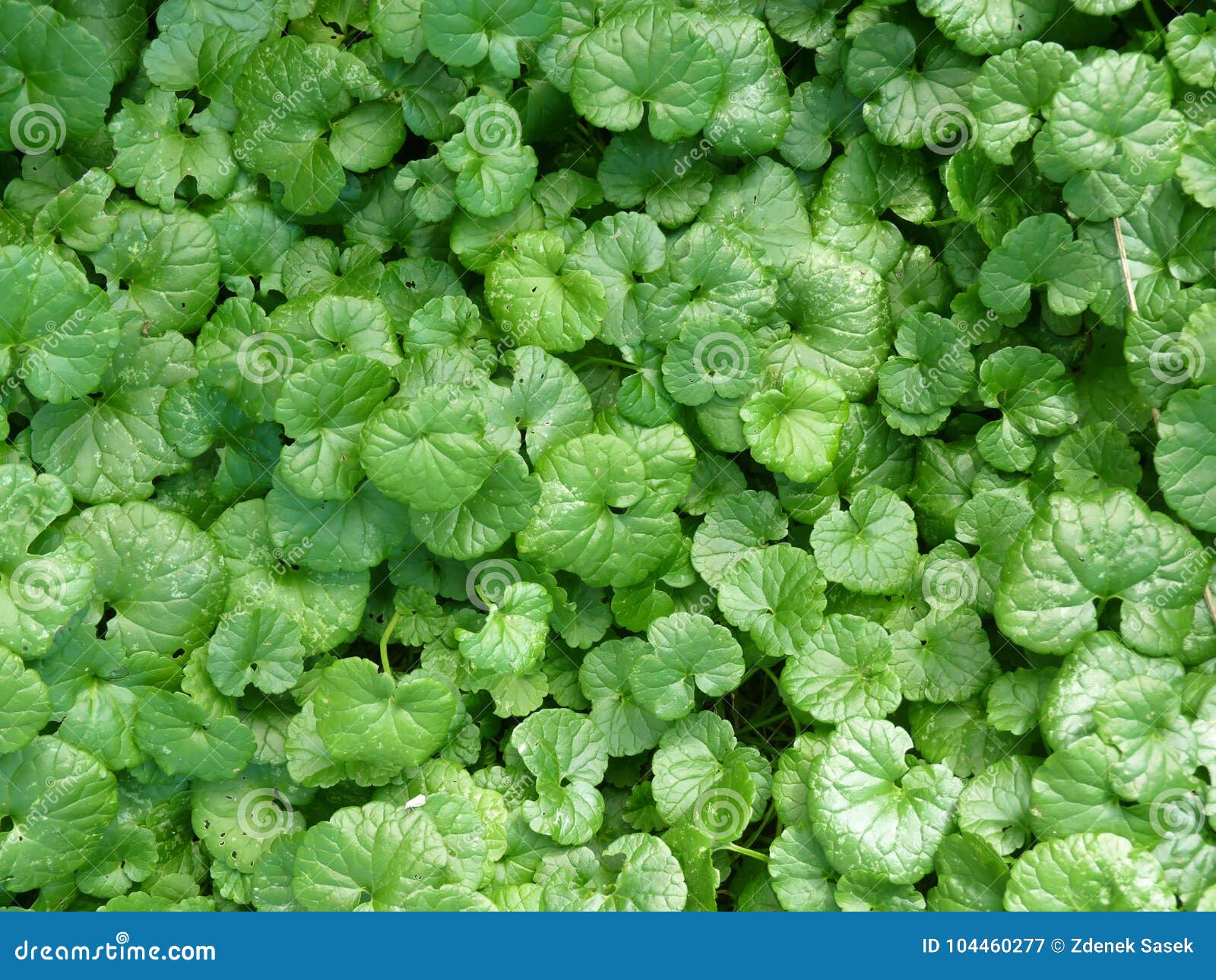 Fond De Texture De Feuilles Du Lierre Moulu Image stock - Image du ...