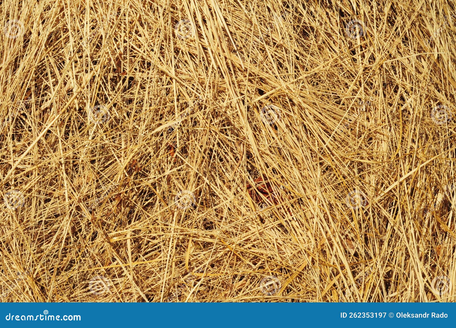 Fond De Texture De Foin. Texture Transparente De Paille De Foin Avec ...