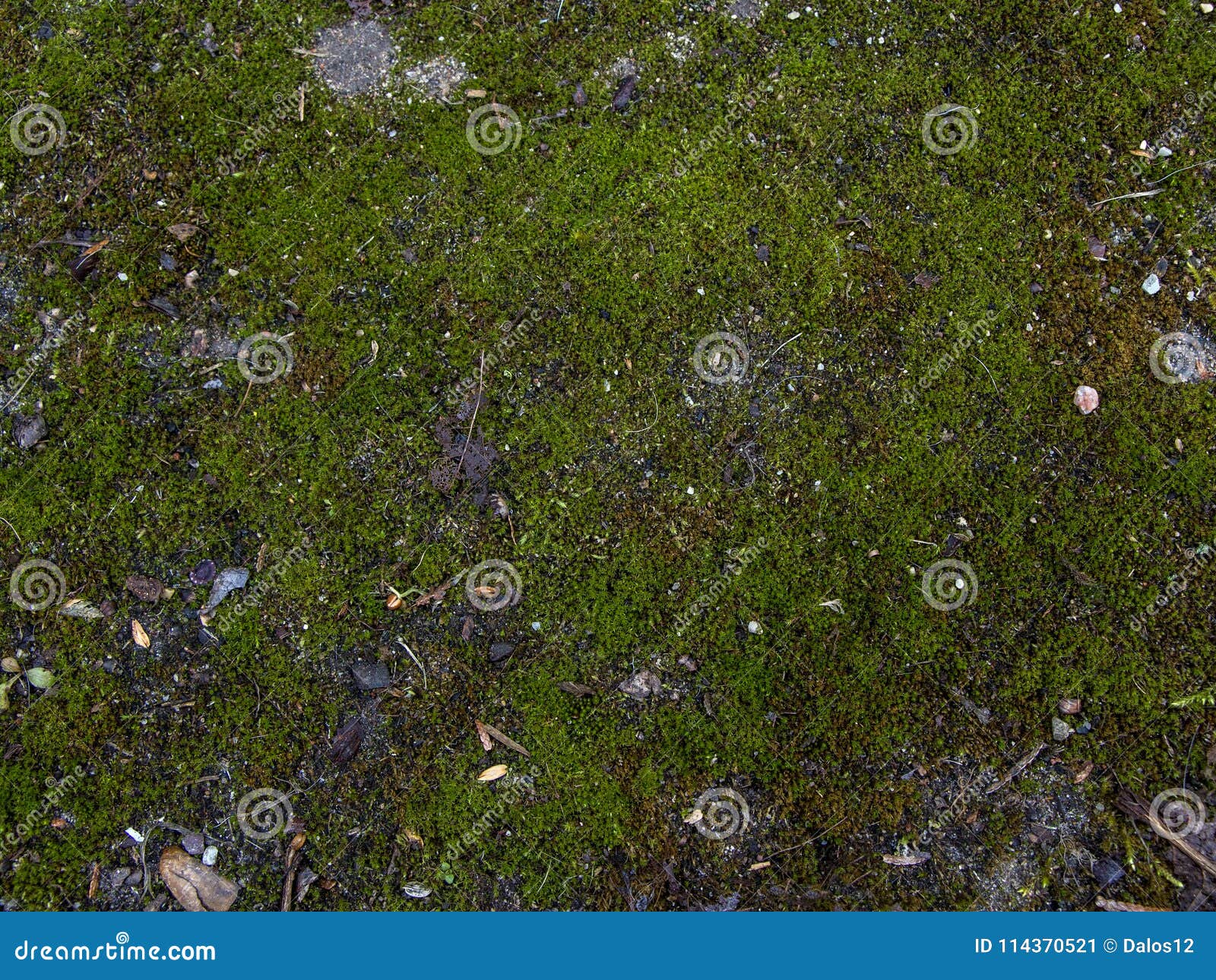 Fond de texture de mousse image stock. Image du gaufrer - 114370521