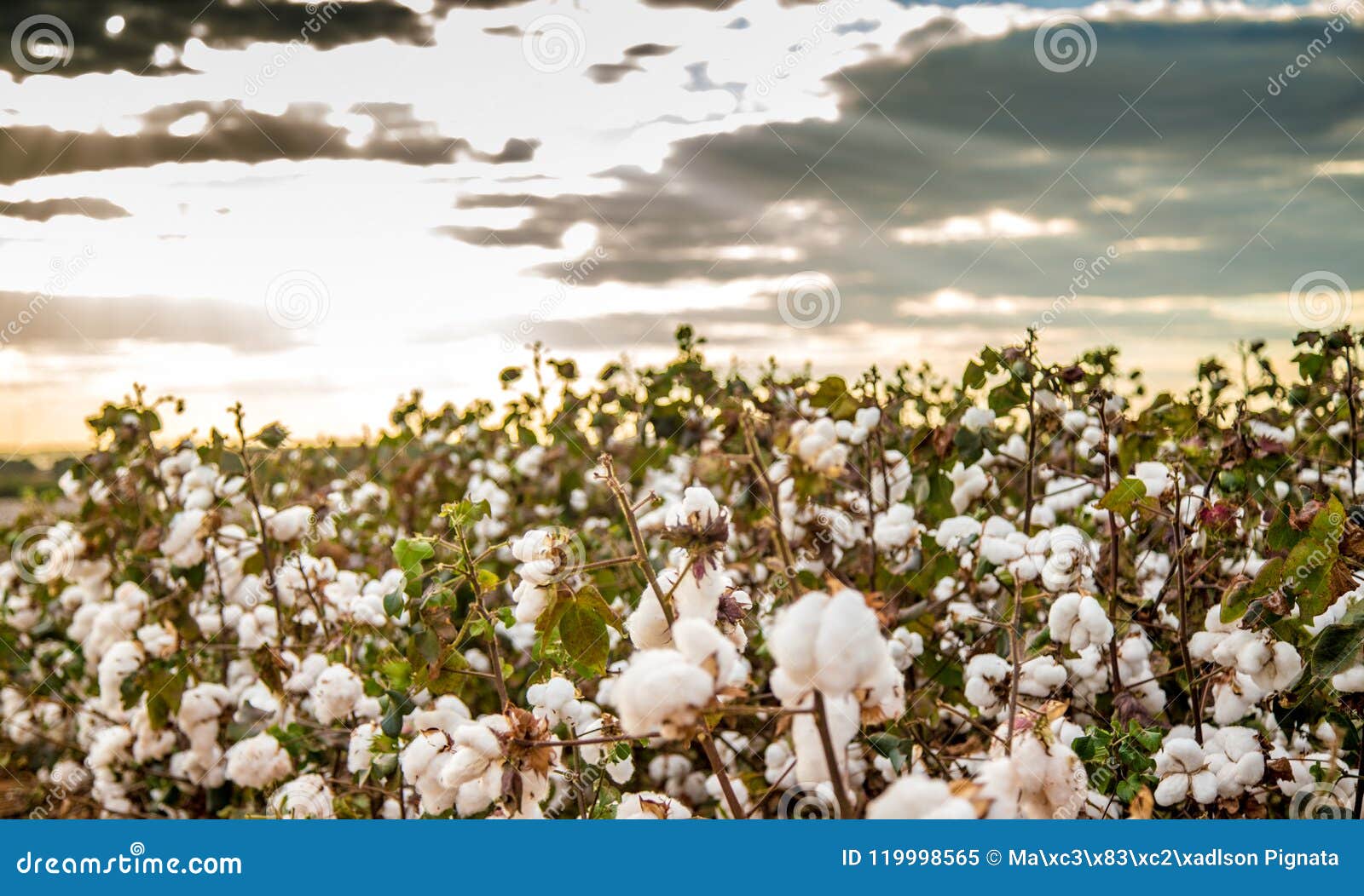 Fond De Texture De Plantation De Champ De Coton Image stock - Image du ...