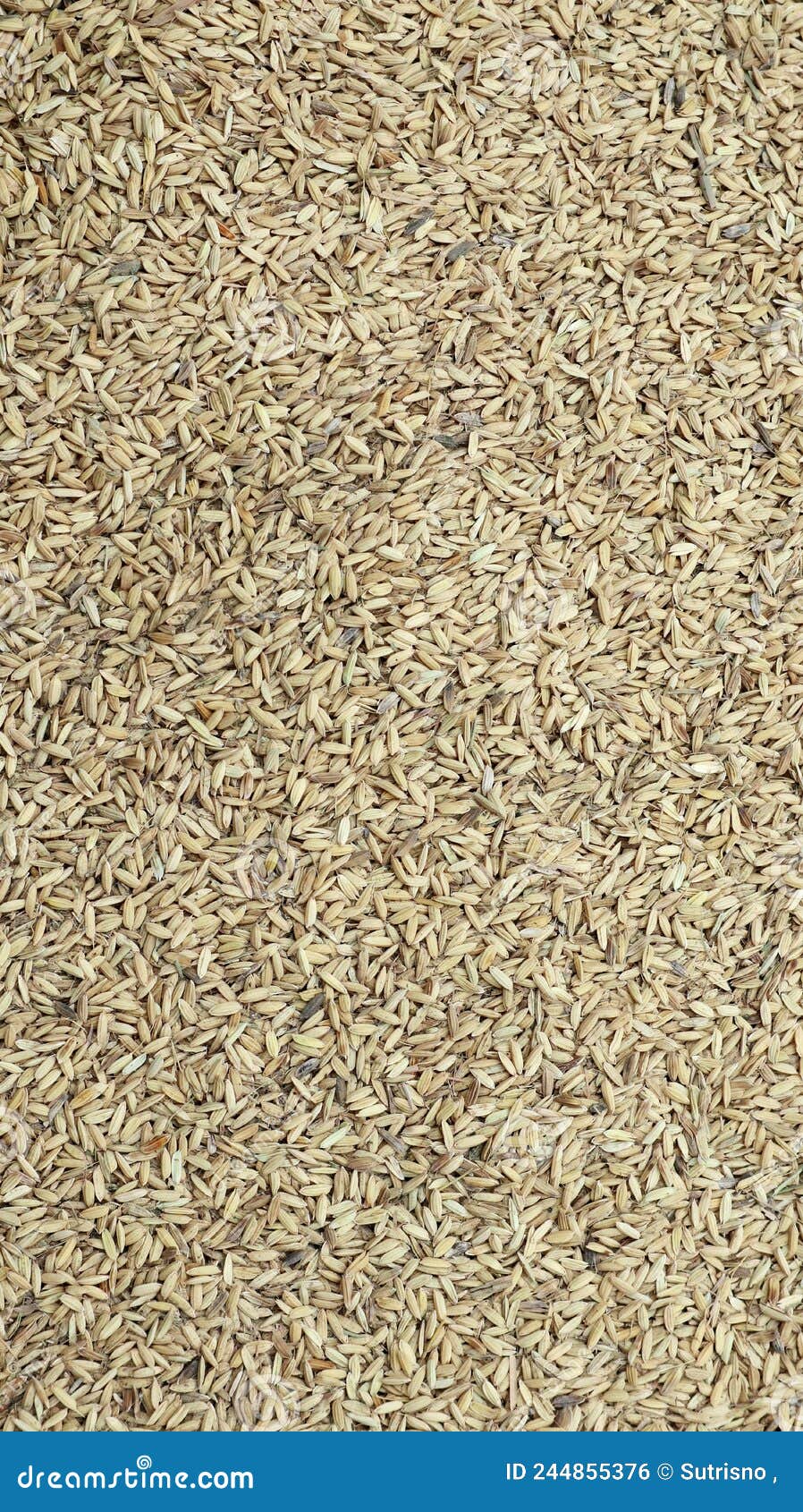 Fond De Texture De Riz. Grains De Riz. Photo stock - Image du sain ...
