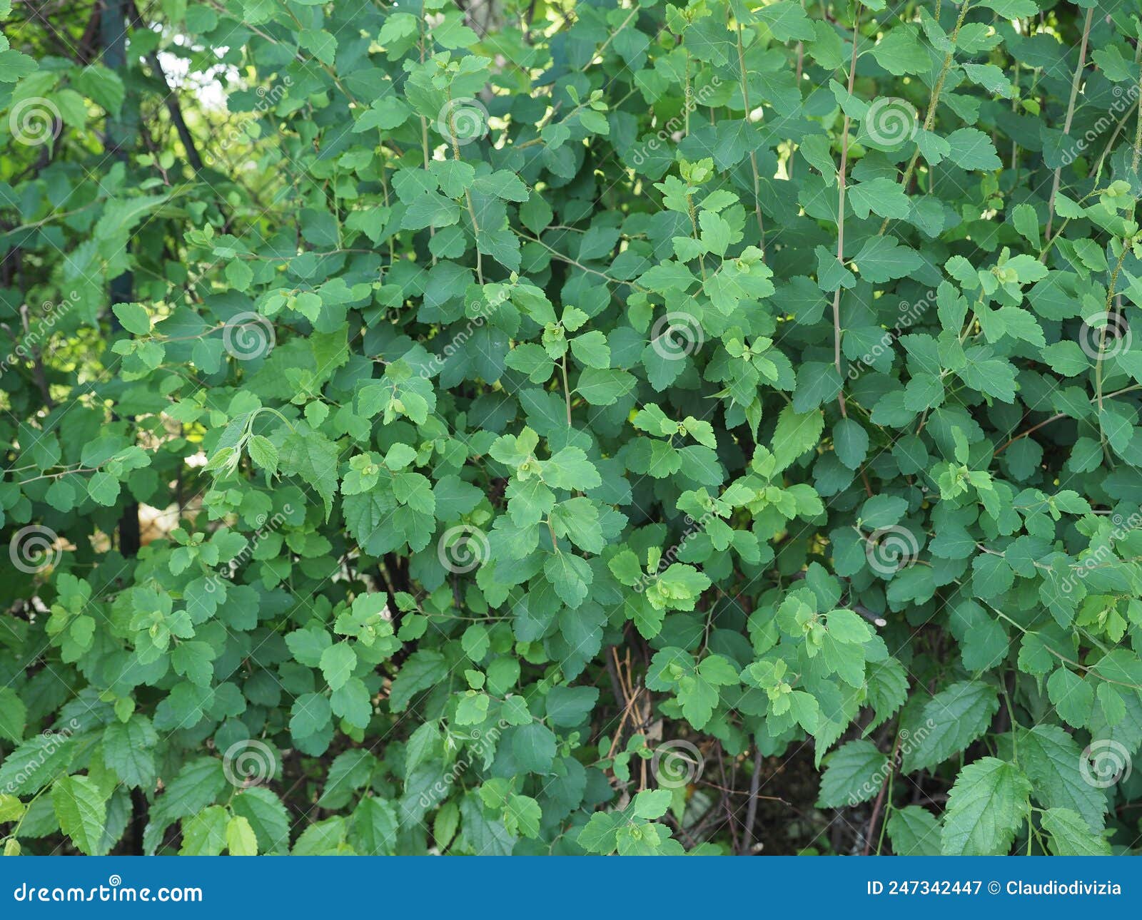 Fond de texture verte image stock. Image du texture - 247342447