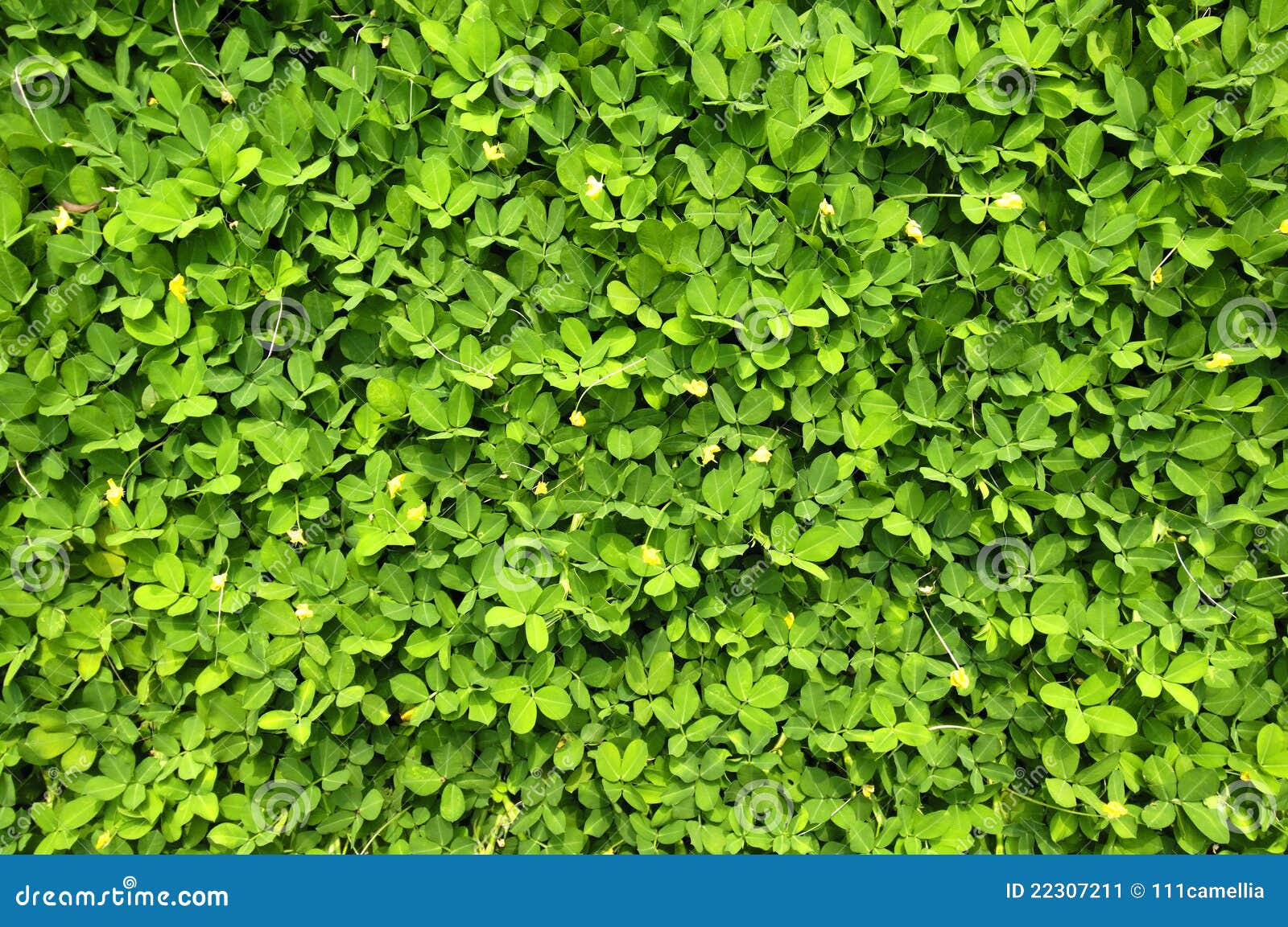 Fond de verdure image stock. Image du flore, campagne - 22307211