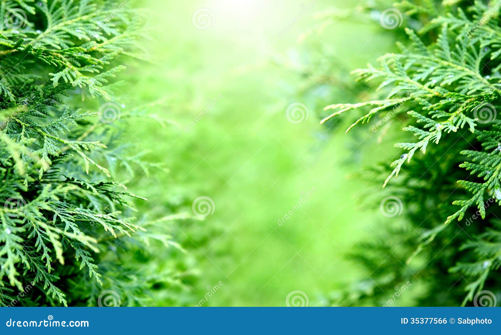 Fond de verdure photo stock. Image du avant, profondément - 35377566