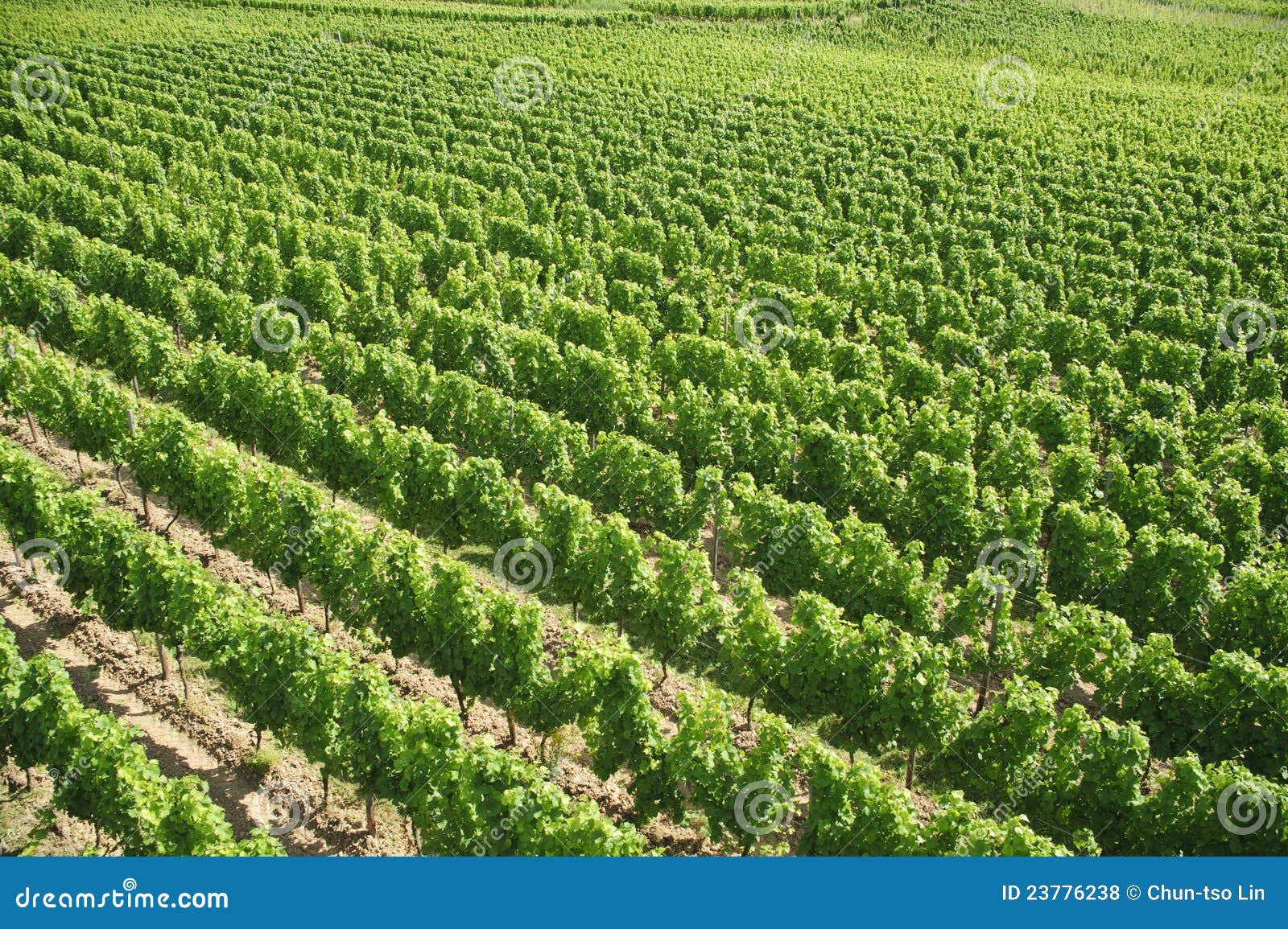Fond De Vigne Stock Images - Download 91,509 Photos