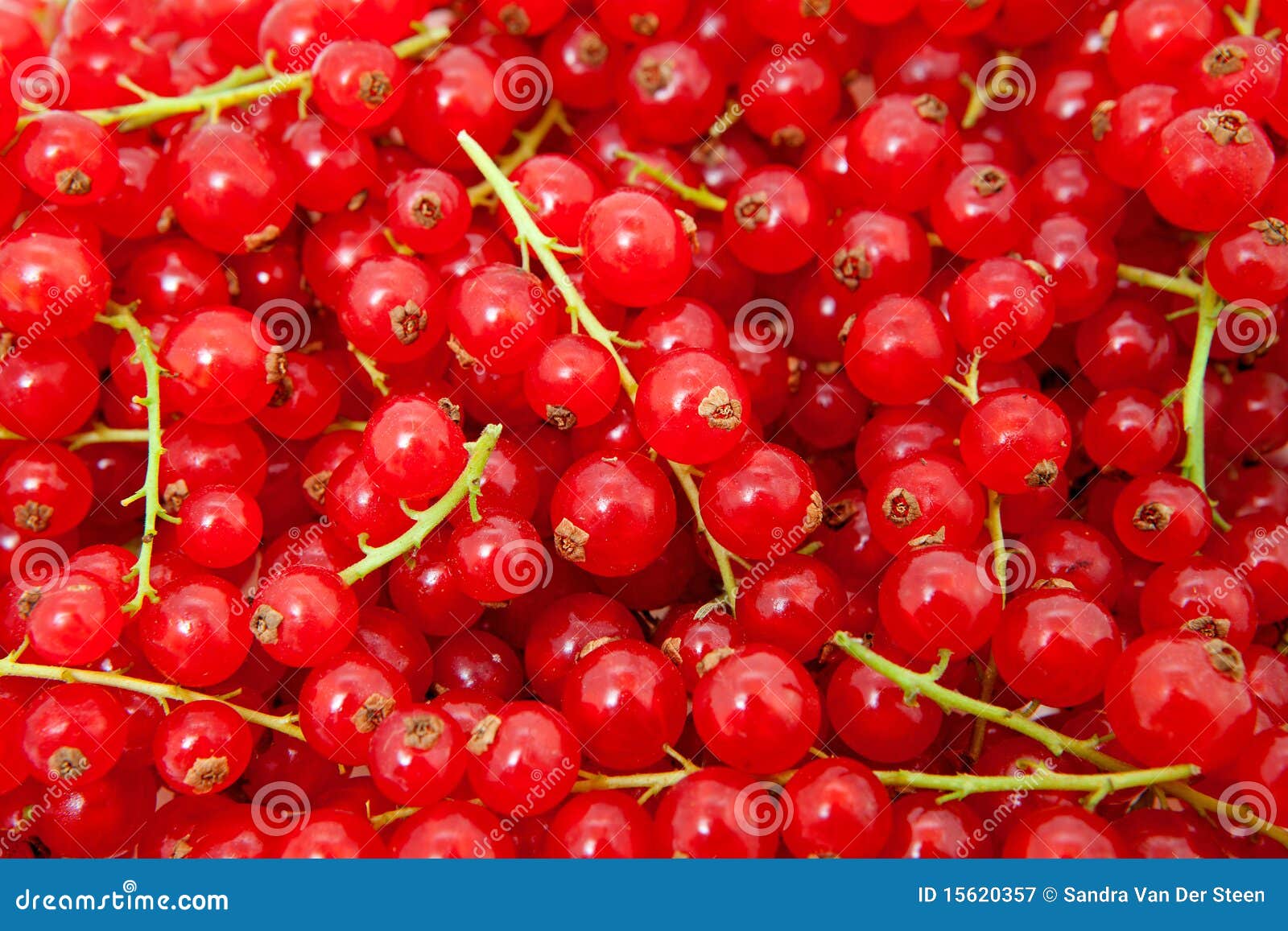 Fond des baies rouges image stock. Image du frais, branchement - 15620357