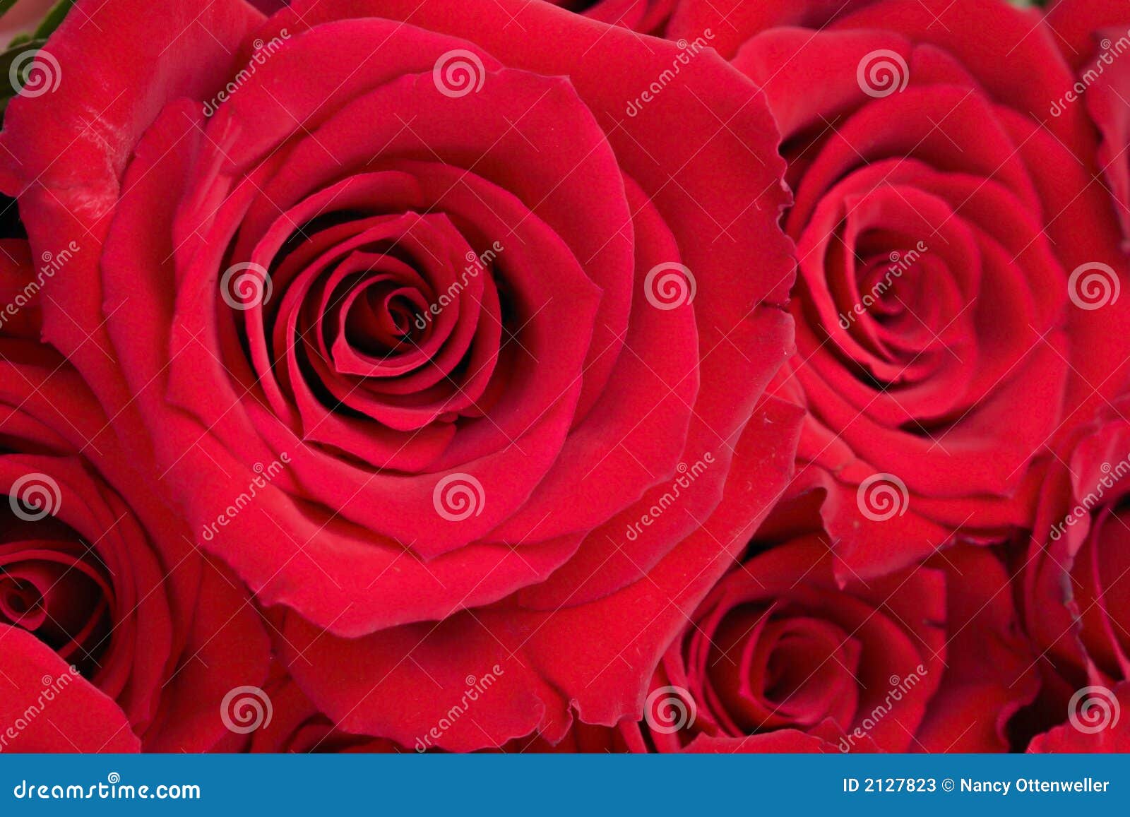 Fond des roses rouges image stock. Image du roman, floral - 2127823