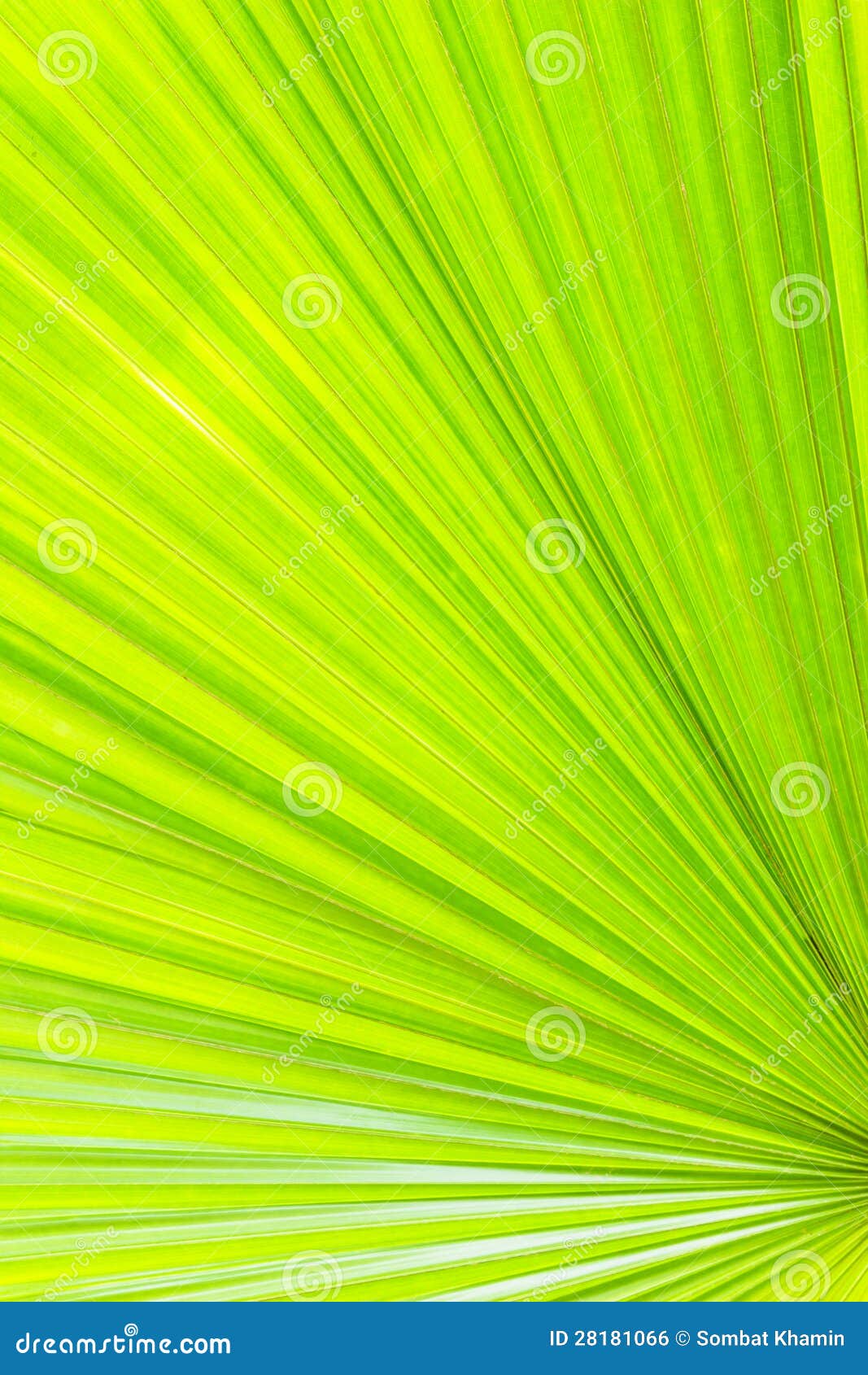 Fond En Feuille De Palmier Vert Clair Photo stock - Image du beau ...