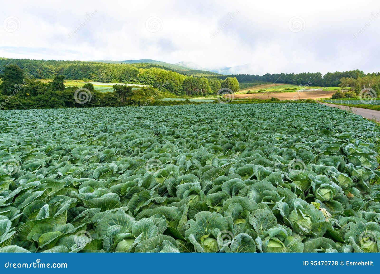 Fond Mûr De Ferme De Plantation De Chou Photo stock - Image du verdure ...