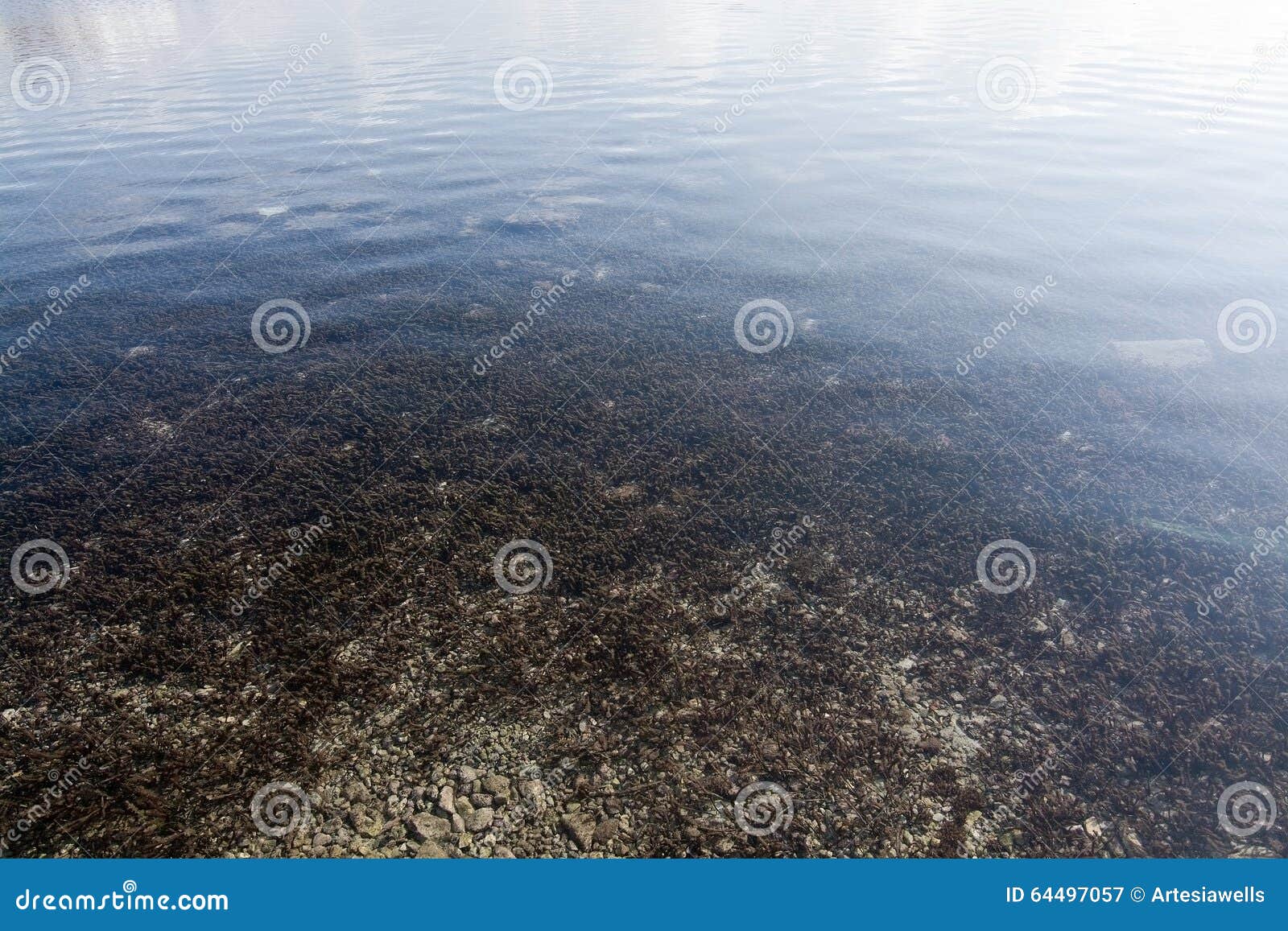 Fond Marin Avec Des Poseidonis Image stock - Image du organique, nature ...