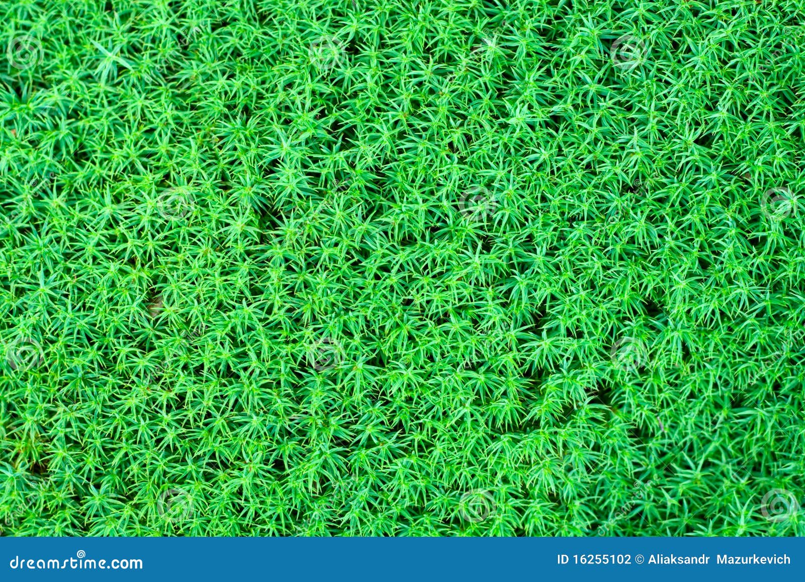 Fond naturel de verdure photo stock. Image du groupe - 16255102