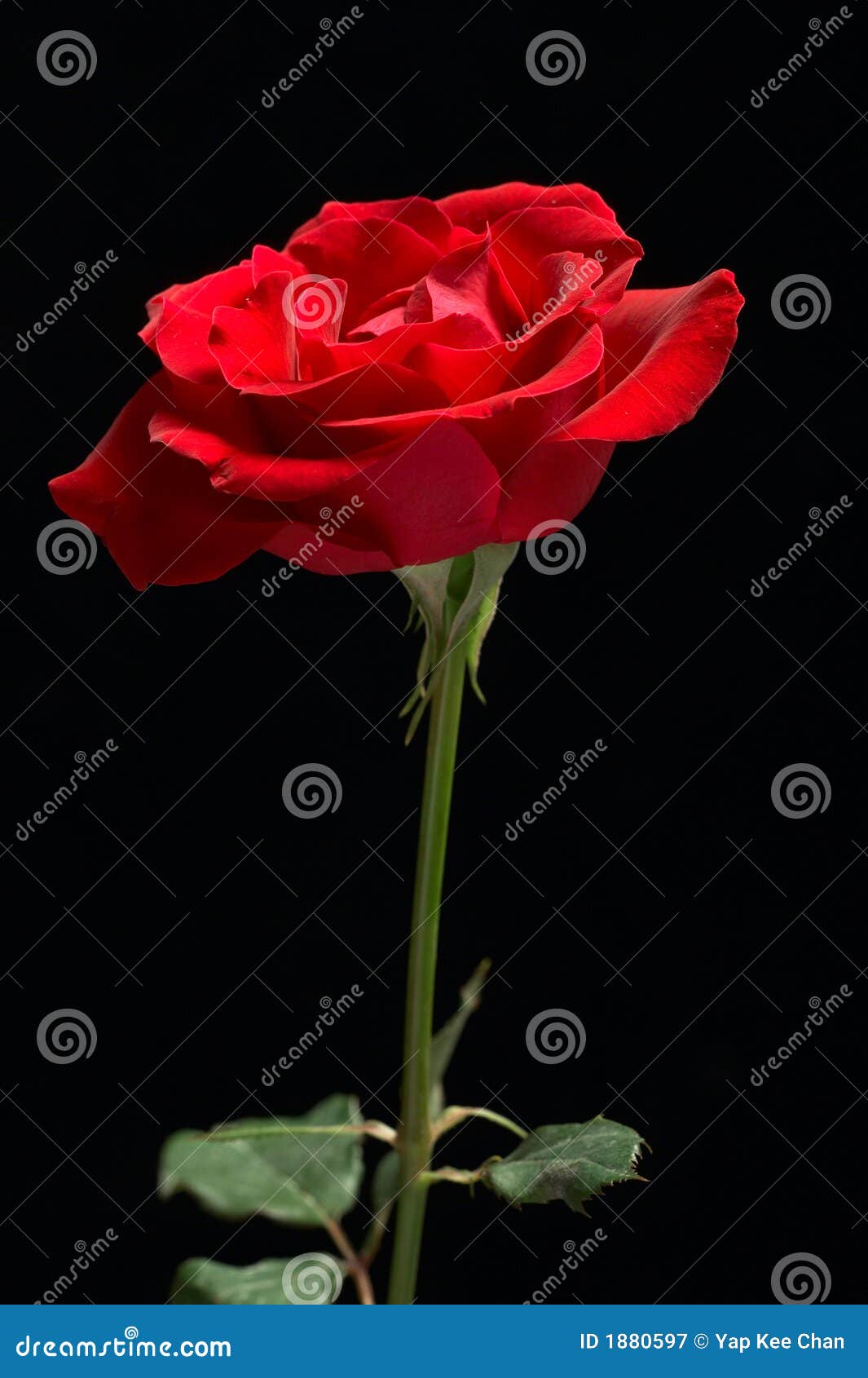 Fond noir rouge de Rose image stock. Image du engagez - 1880597