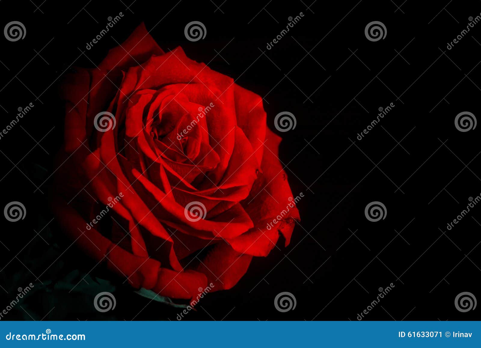 Fond noir rouge de Rose image stock. Image du décoration - 61633071