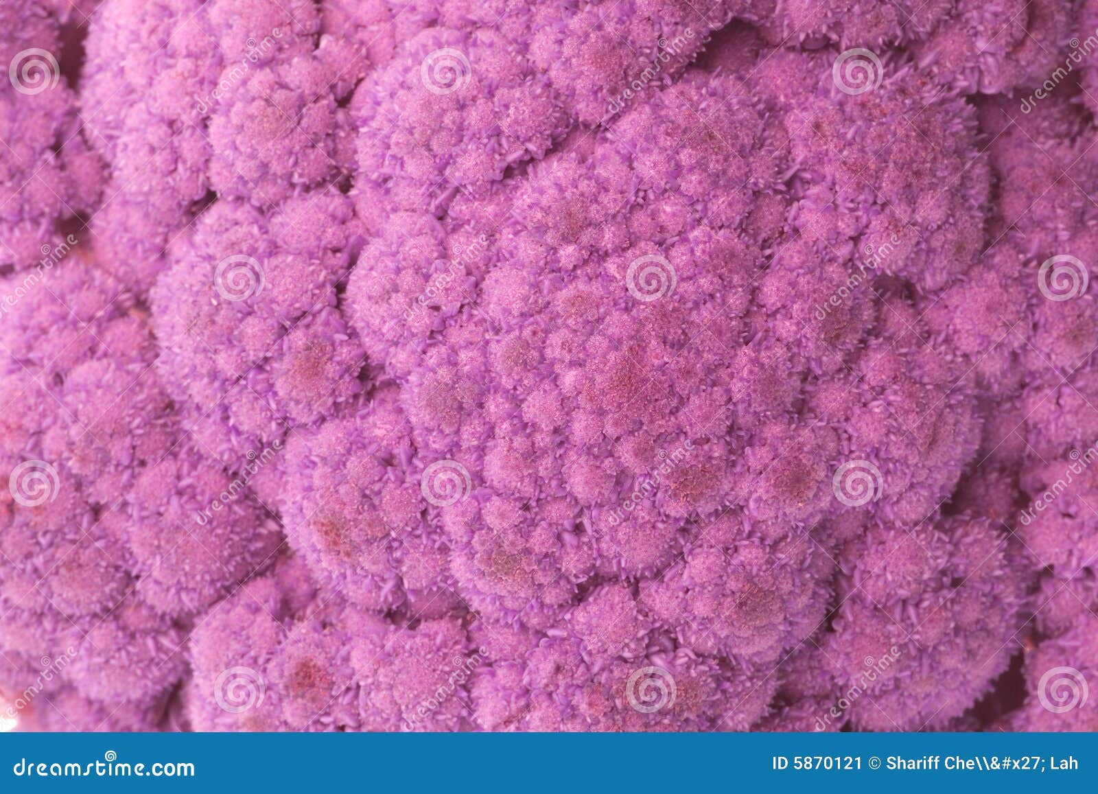 Fond rose de chou-fleur image stock. Image du configuration - 5870121