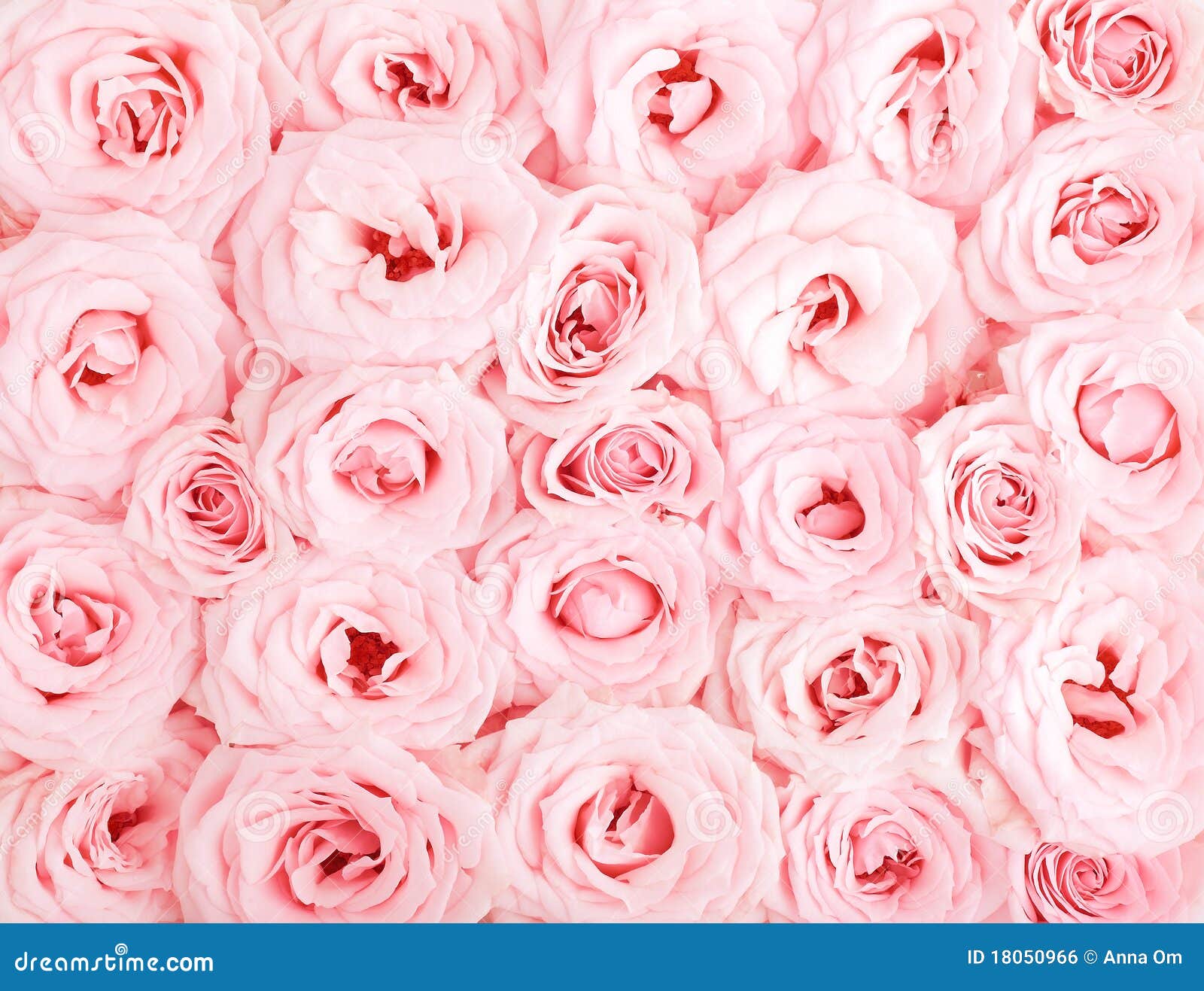 Fond rose de roses photo stock. Image du floral, frais - 18050966
