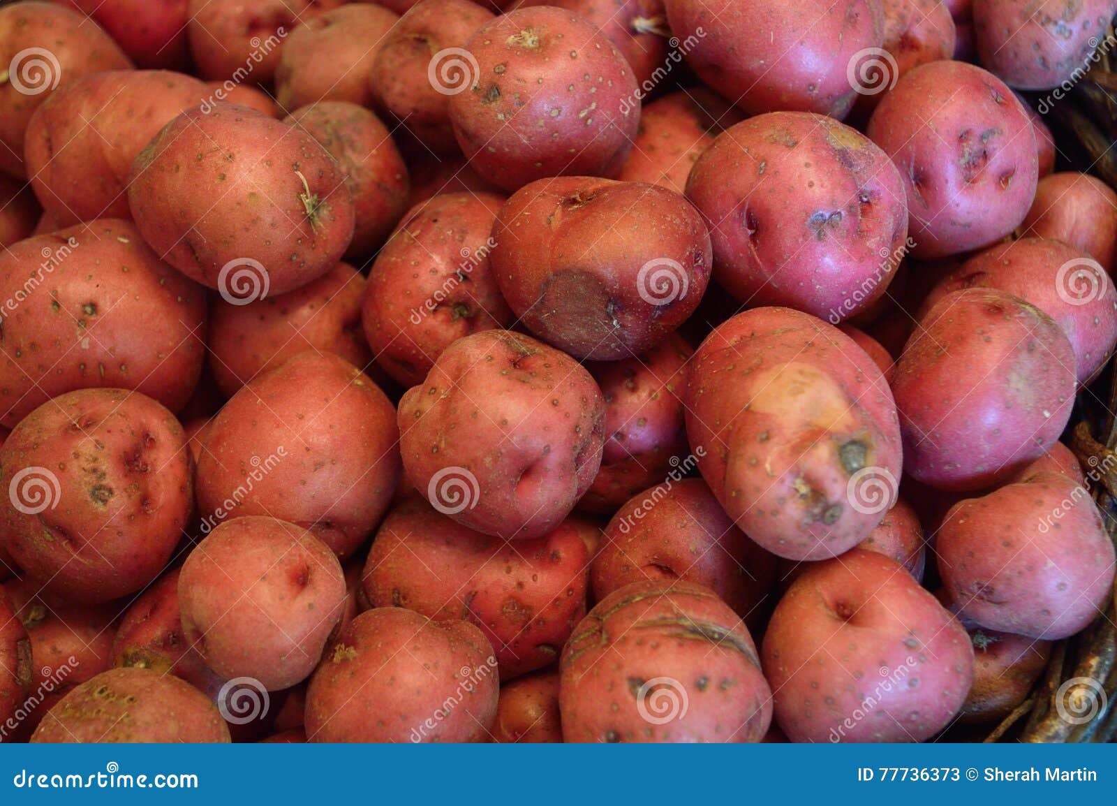 294,414 Peau Rouge Indien Photos libres de droits et gratuites de ...