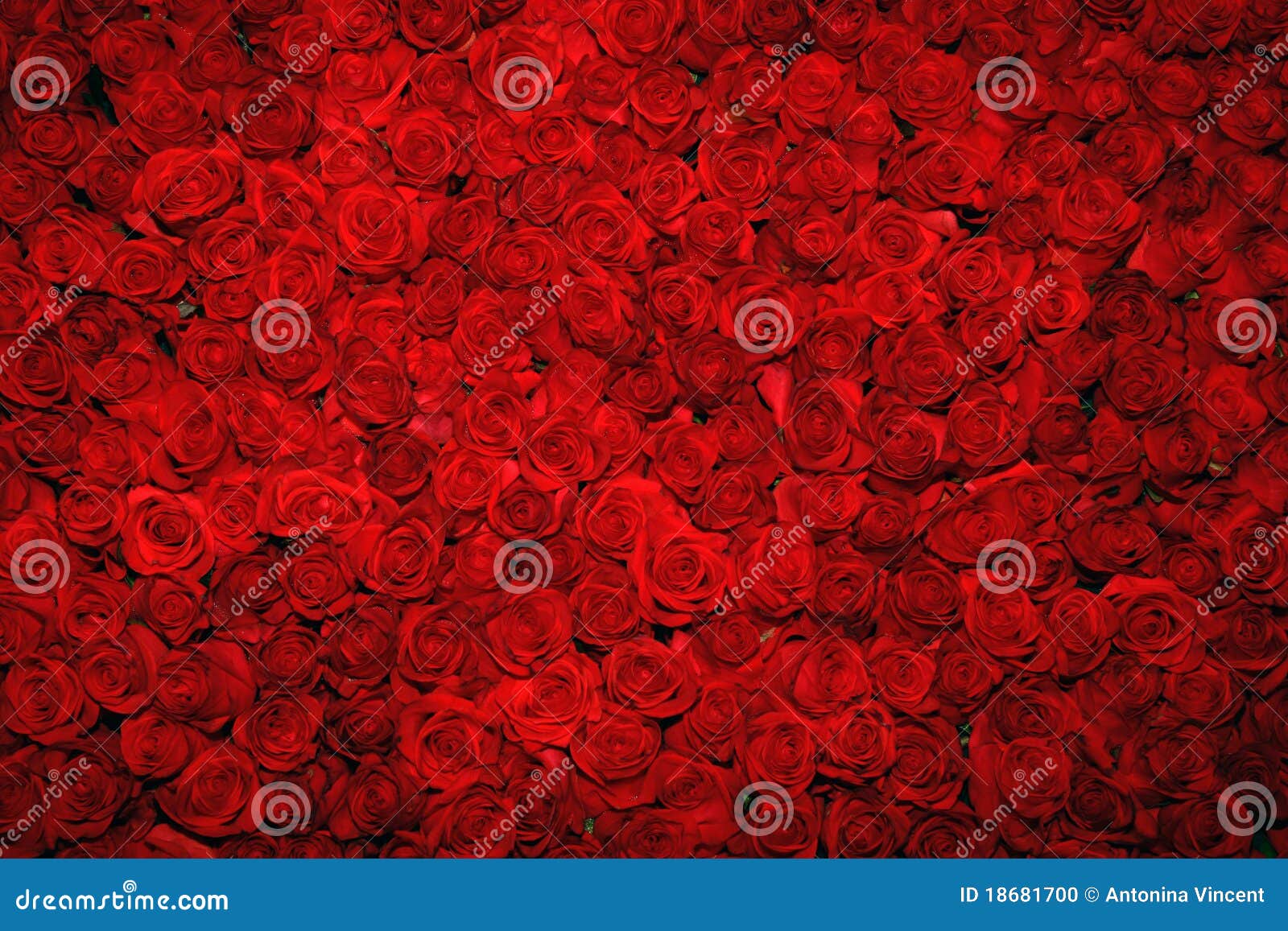 Fond rouge de roses photo stock. Image du roman, personne - 18681700