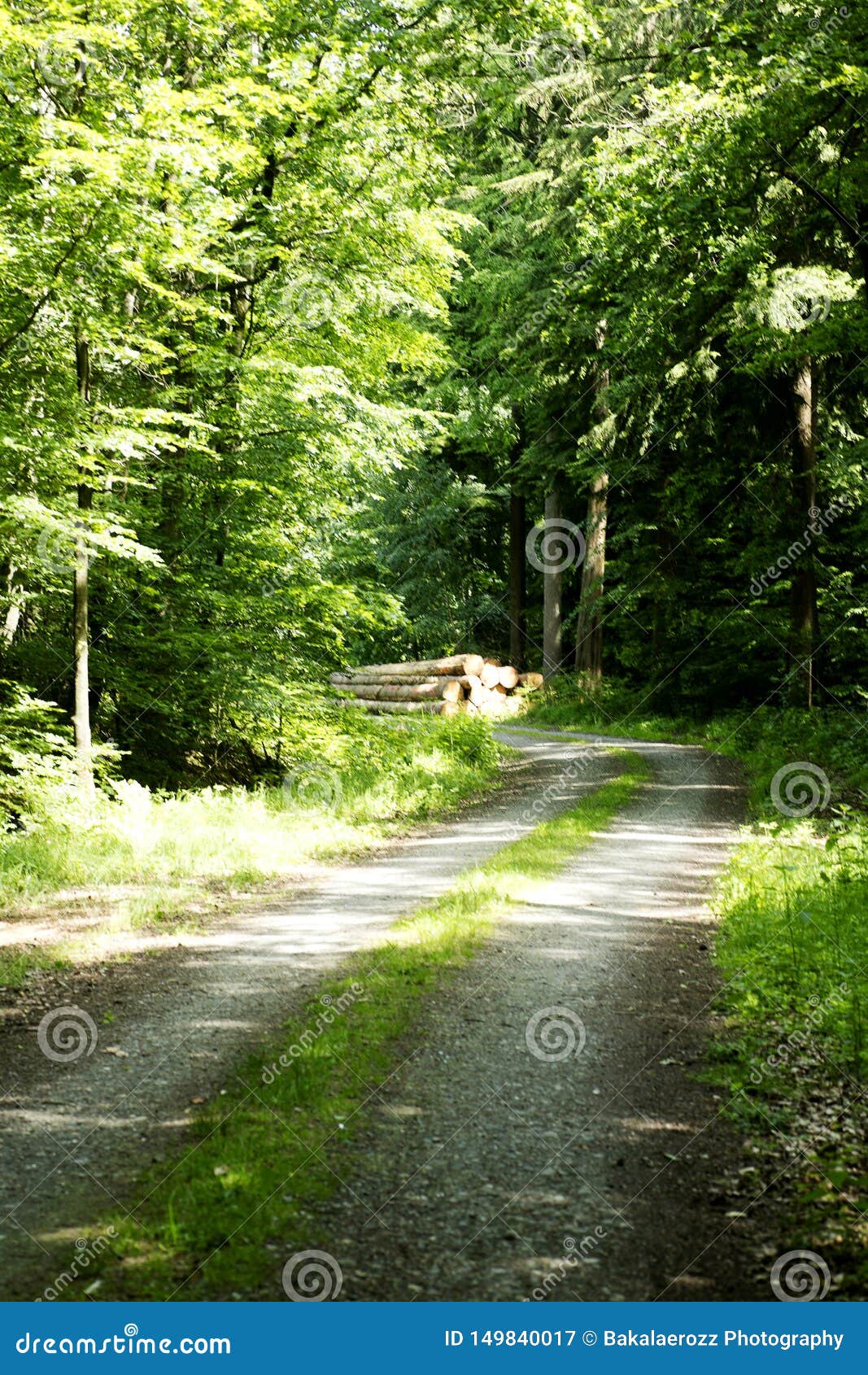 Fond Sauvage D'arbre Forestier 50,6 Megapixels 6480 Avec 4320 Pixels ...