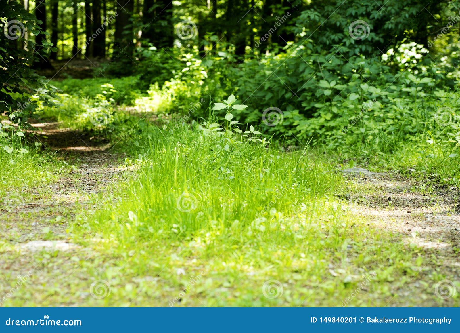 Fond Sauvage D'arbre Forestier 50,6 Megapixels 6480 Avec 4320 Pixels ...