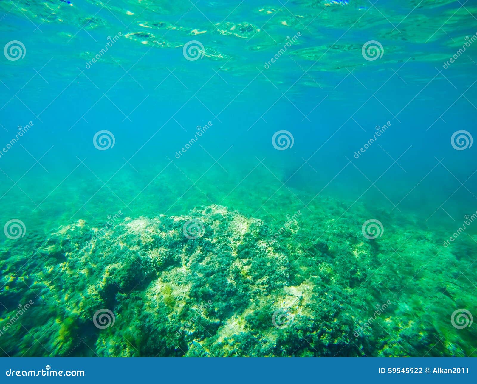 Fond Sous-marin Vert En Sardaigne Photo stock - Image du écosystème ...
