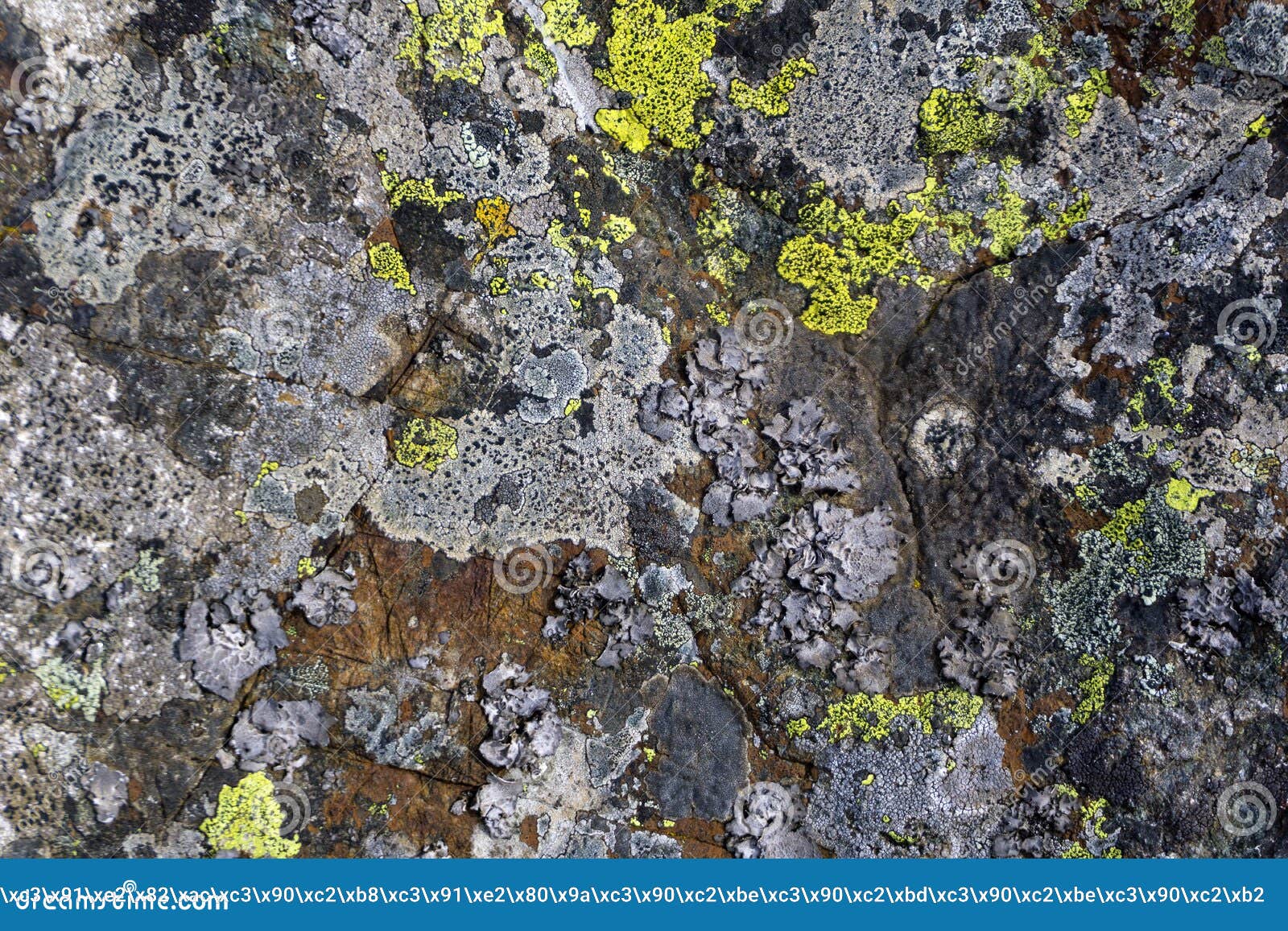 Fond, Texture : Surface D'un Rocher De Granit Avec Des Taches Des ...