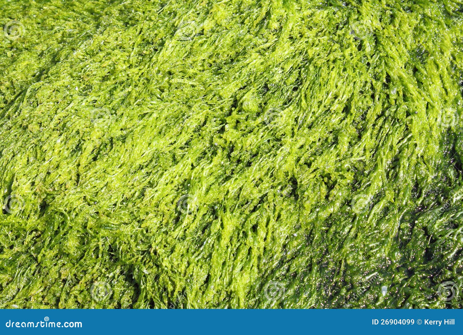 Fond vert d'algue image stock. Image du algue, plancton - 26904099