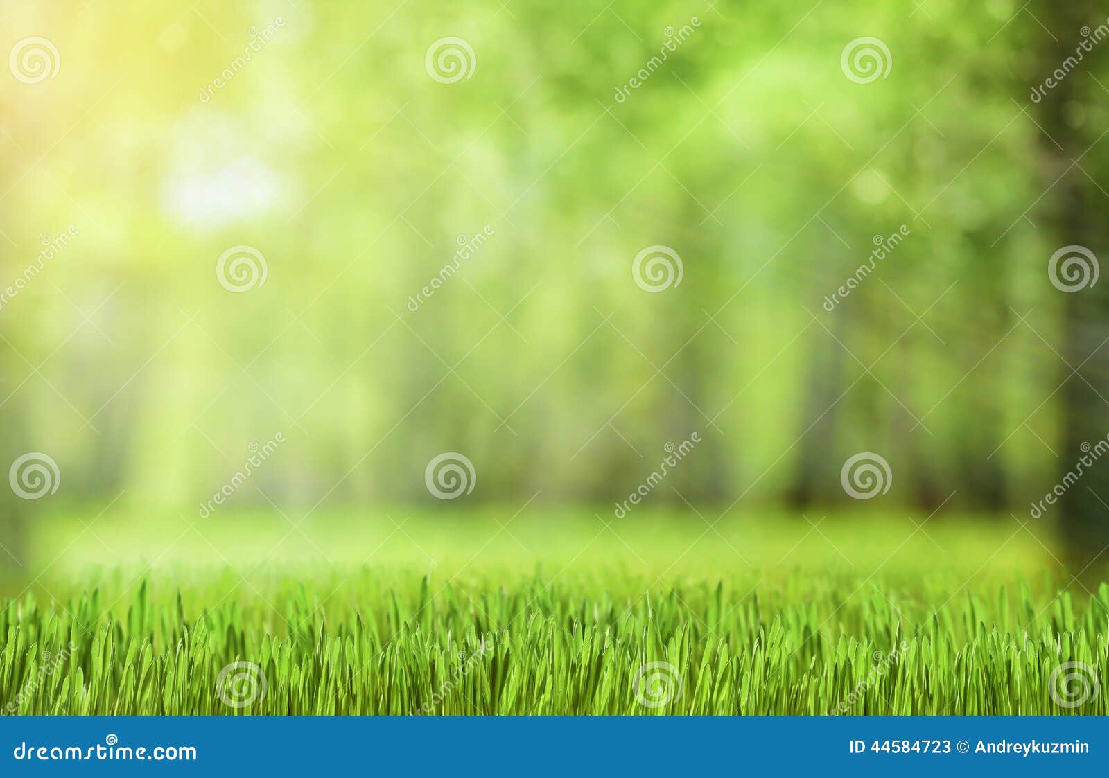 Fond vert naturel de forêt image stock. Image du forêt - 44584723