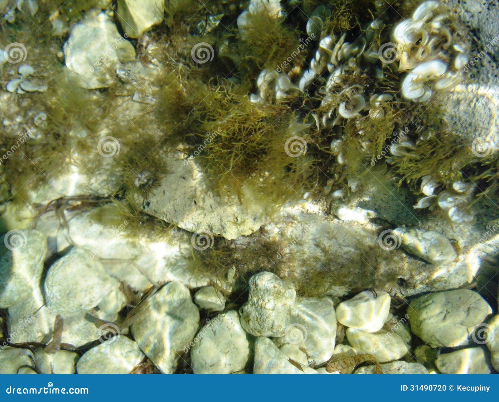 Fondale marino fotografia stock. Immagine di sfondo, mare - 31490720