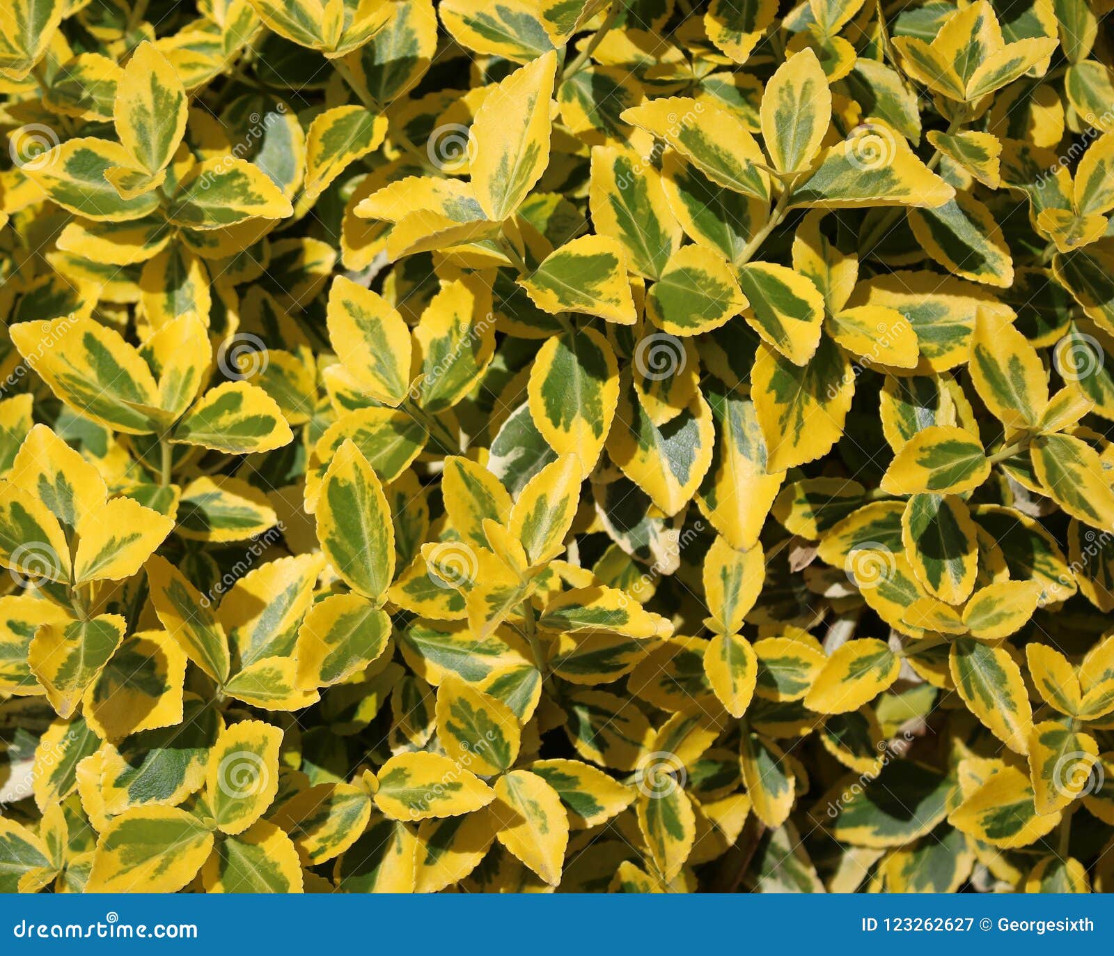 Fondo Abigarrado Amarillo Y Verde De Las Hojas Imagen de archivo ...